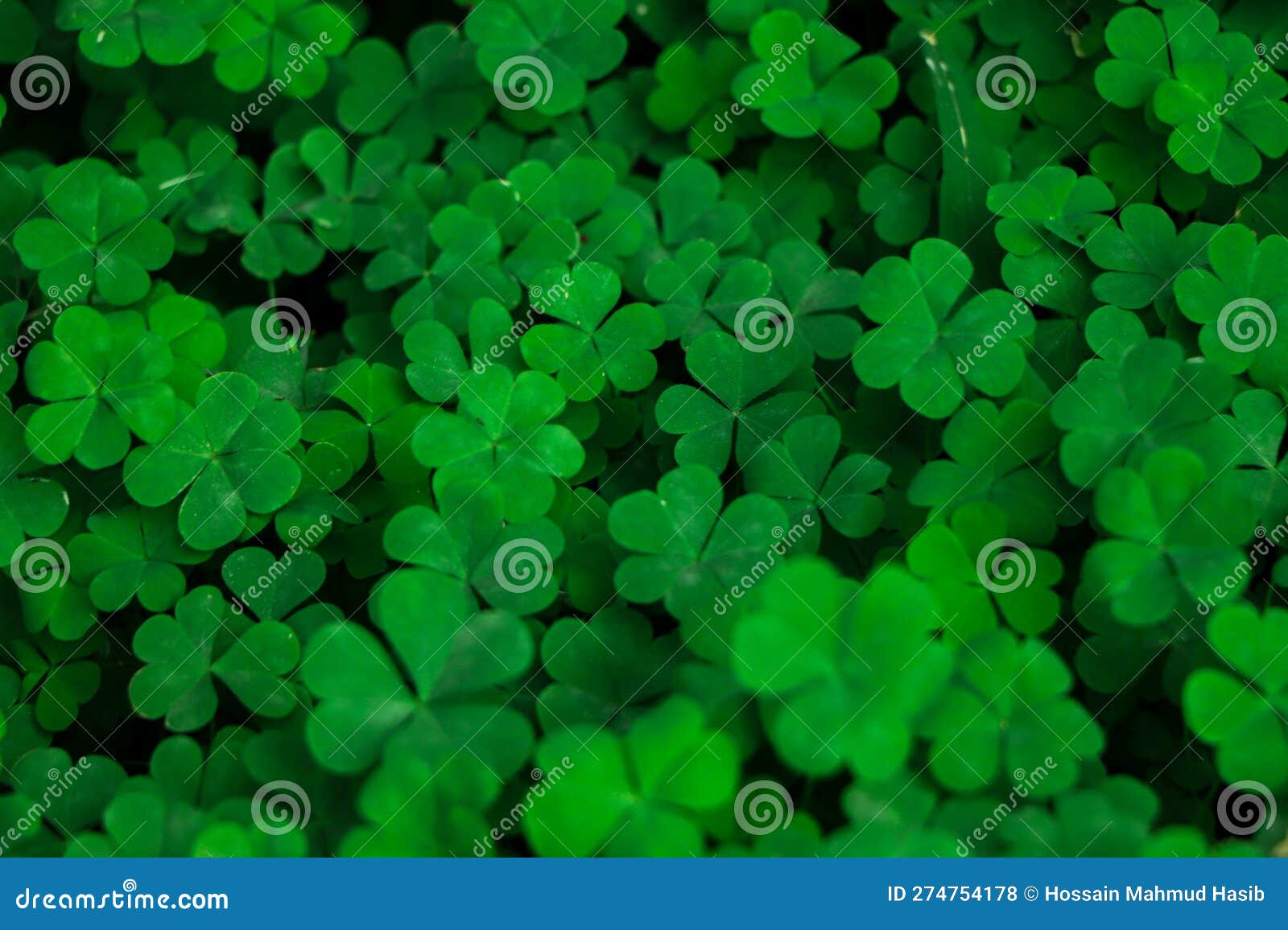 Green Clover Background, Natural Plant Green Background of Small Wild ...