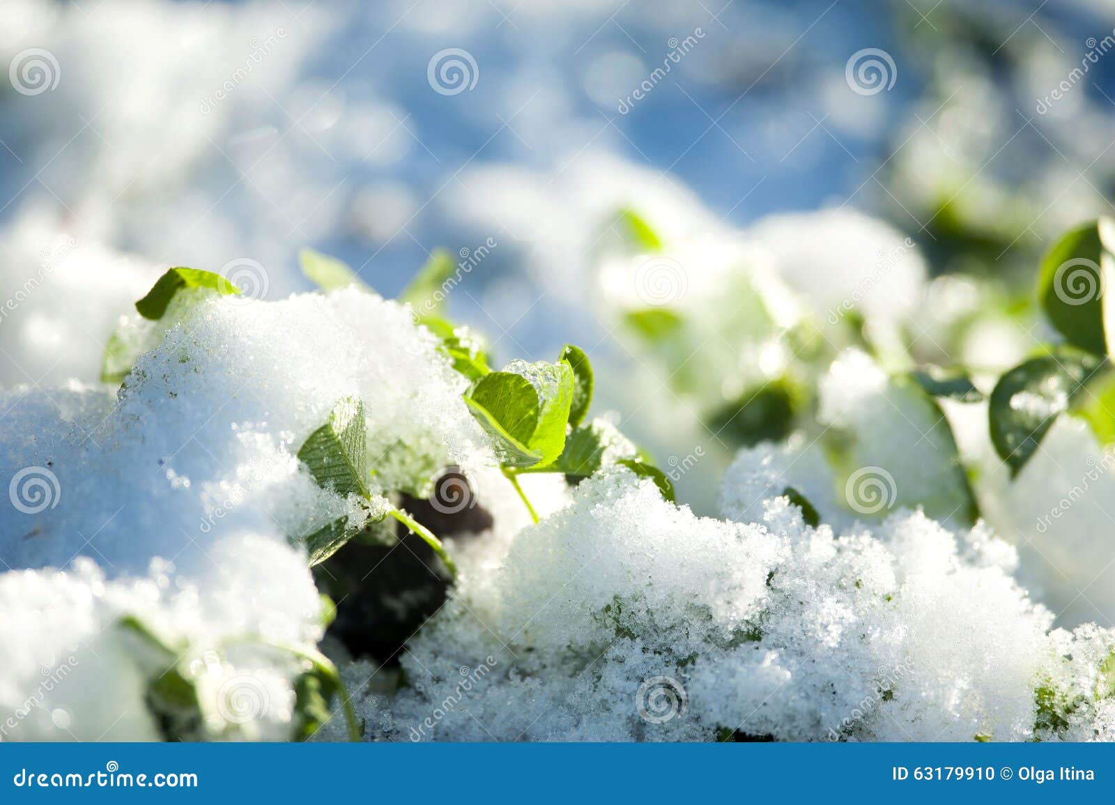 Green Clover Break through the Snow Closeup Stock Photo - Image of love ...
