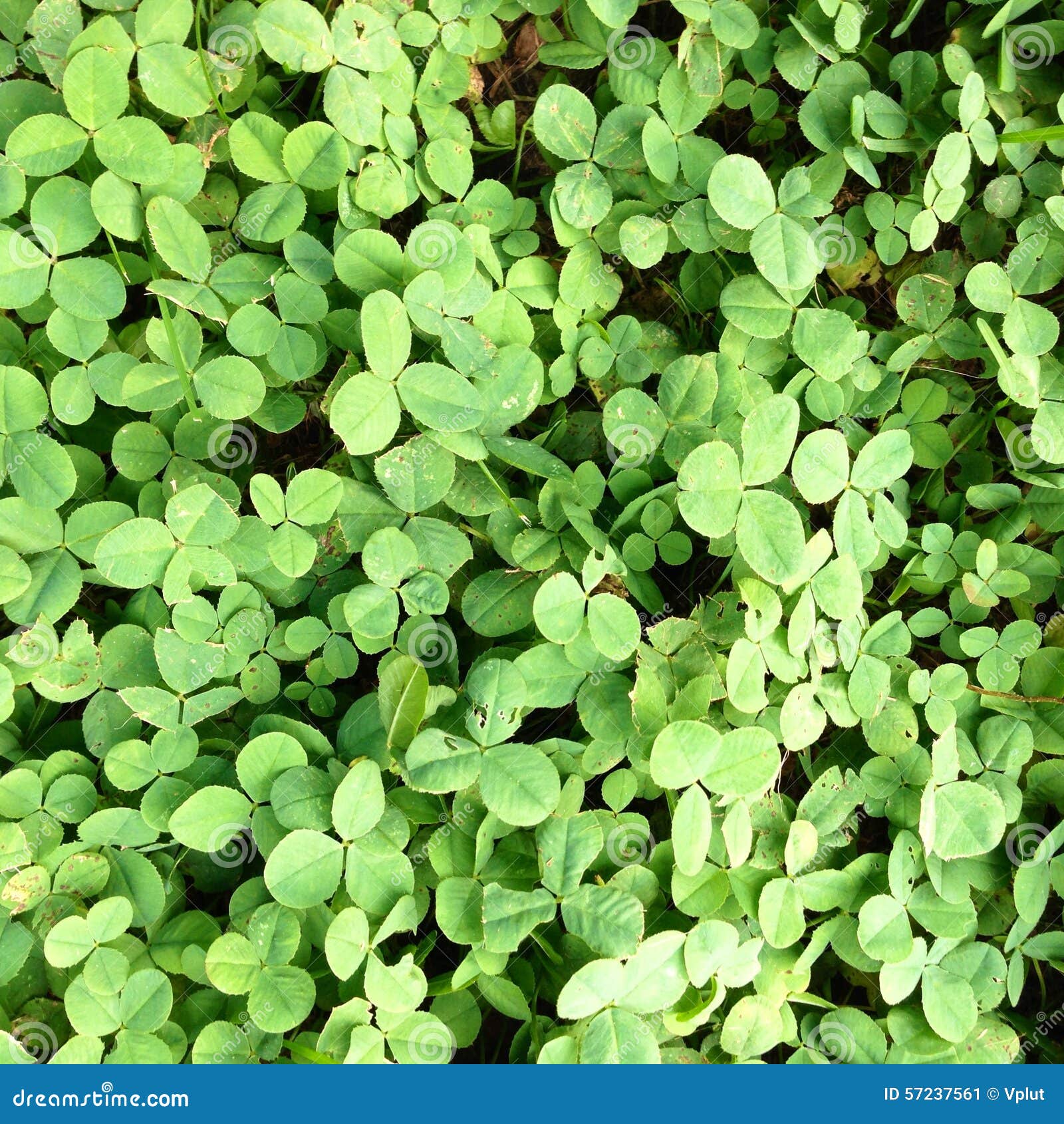 Green Clover stock image. Image of plants, yard, weed - 57237561