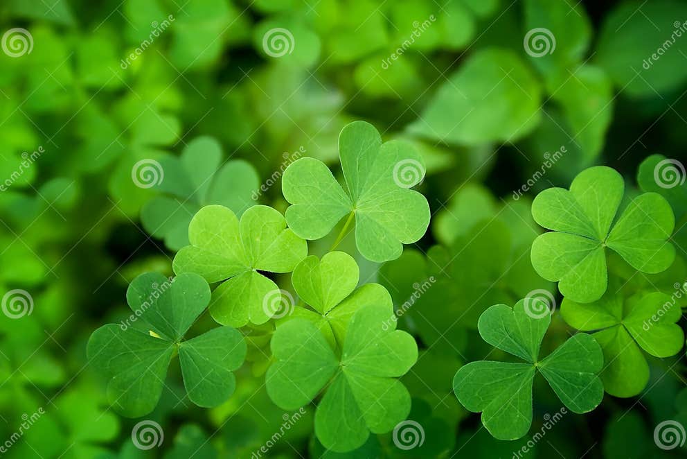 Green clover closeup stock photo. Image of ireland, flora - 25490968