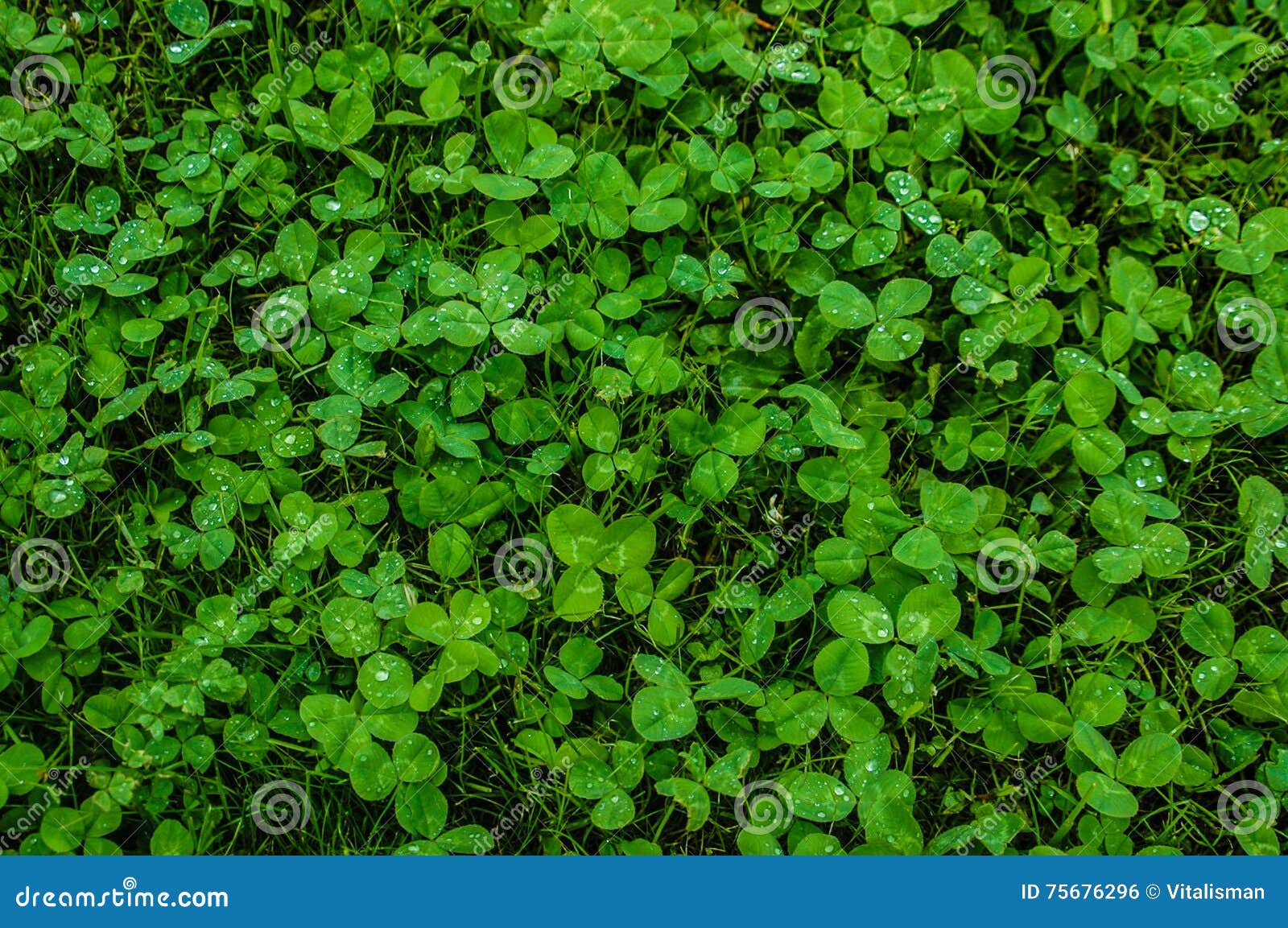 Green Clover with the Drops of Rain Stock Photo - Image of grass, rain ...