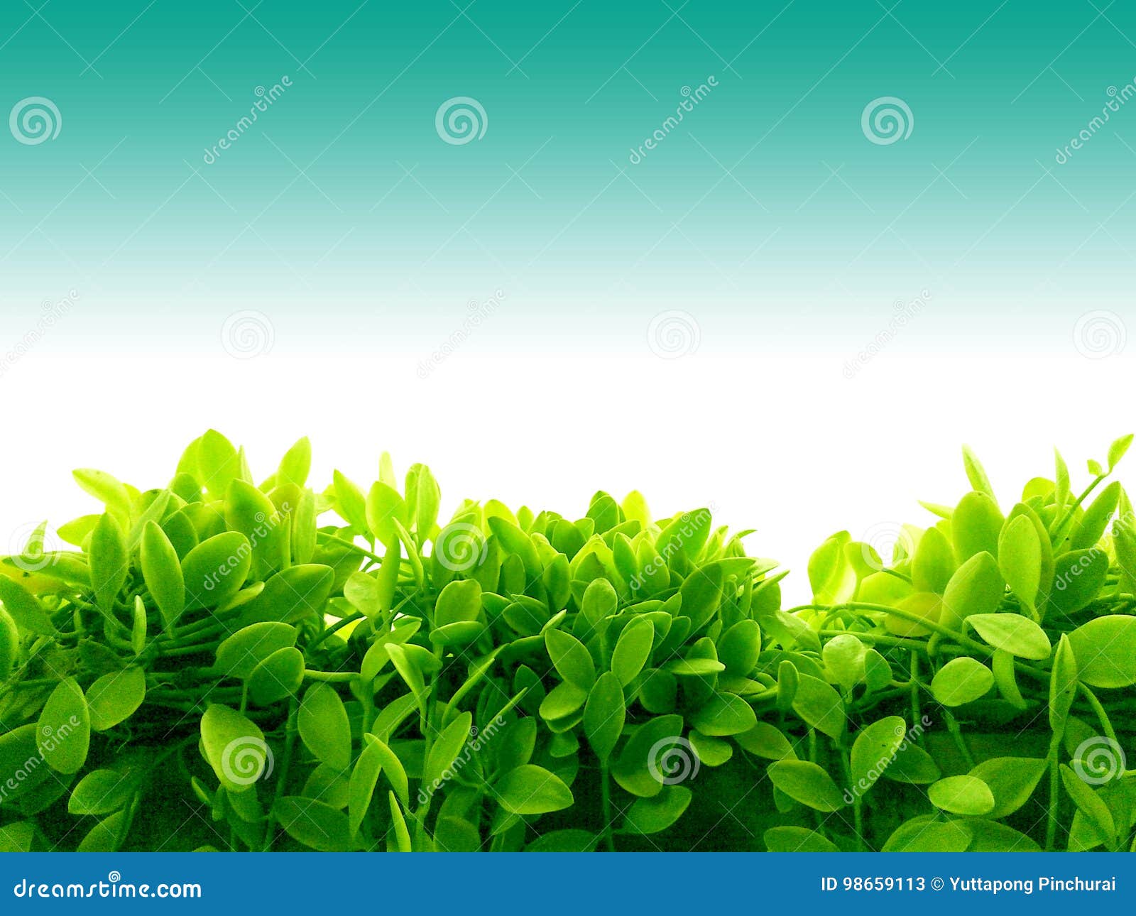 Green Clover in Early Spring on Blue Background Stock Image - Image of ...