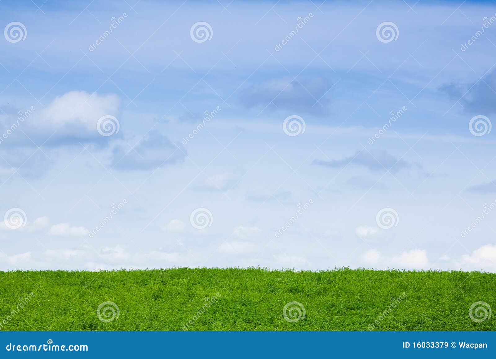 Green clover Field stock image. Image of idyllic, perfection - 16033379