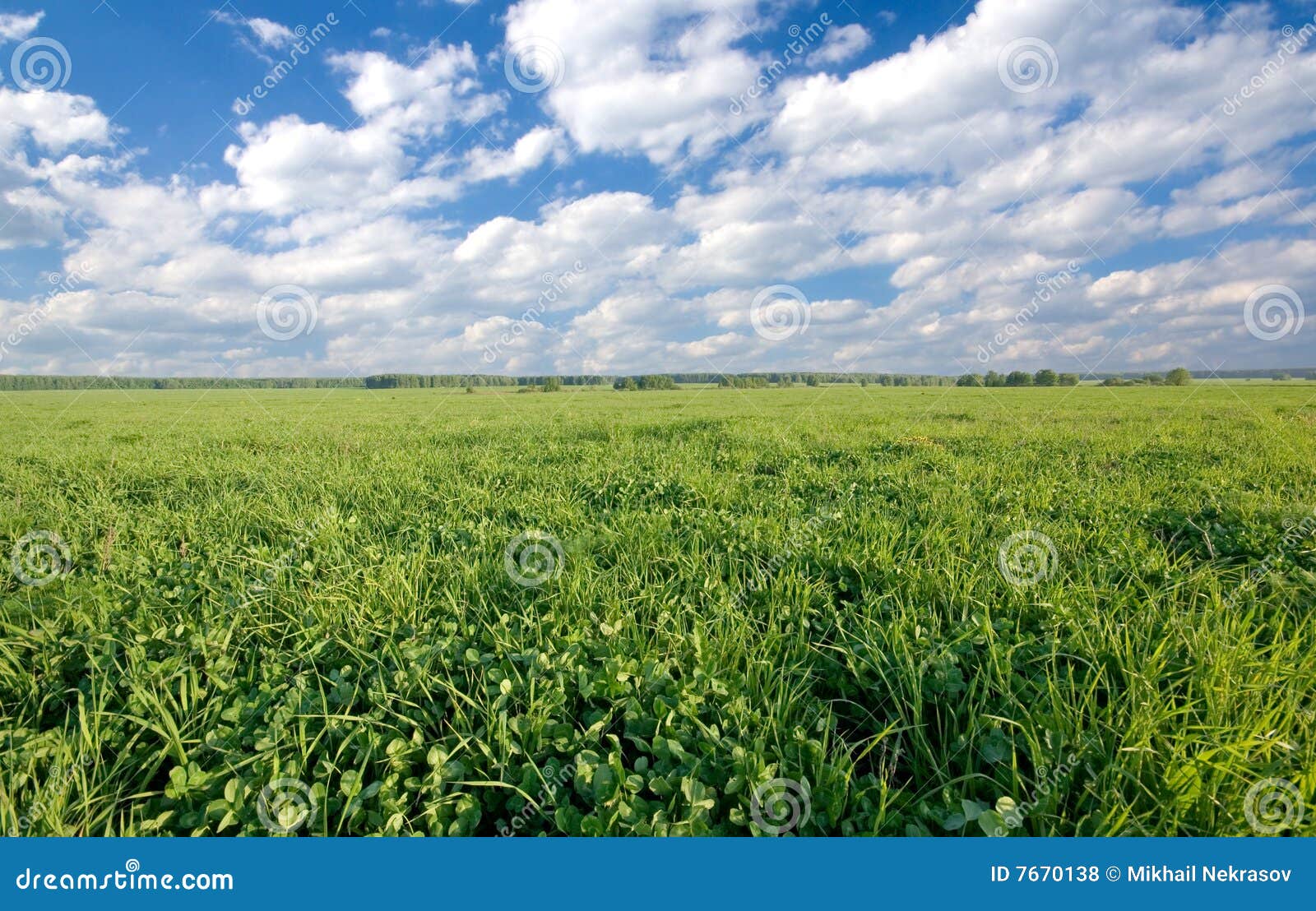 Green clover field stock photo. Image of field, heaven - 7670138