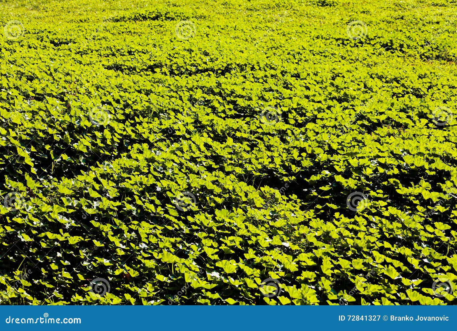 Green clover field stock image. Image of green, outdoors - 72841327