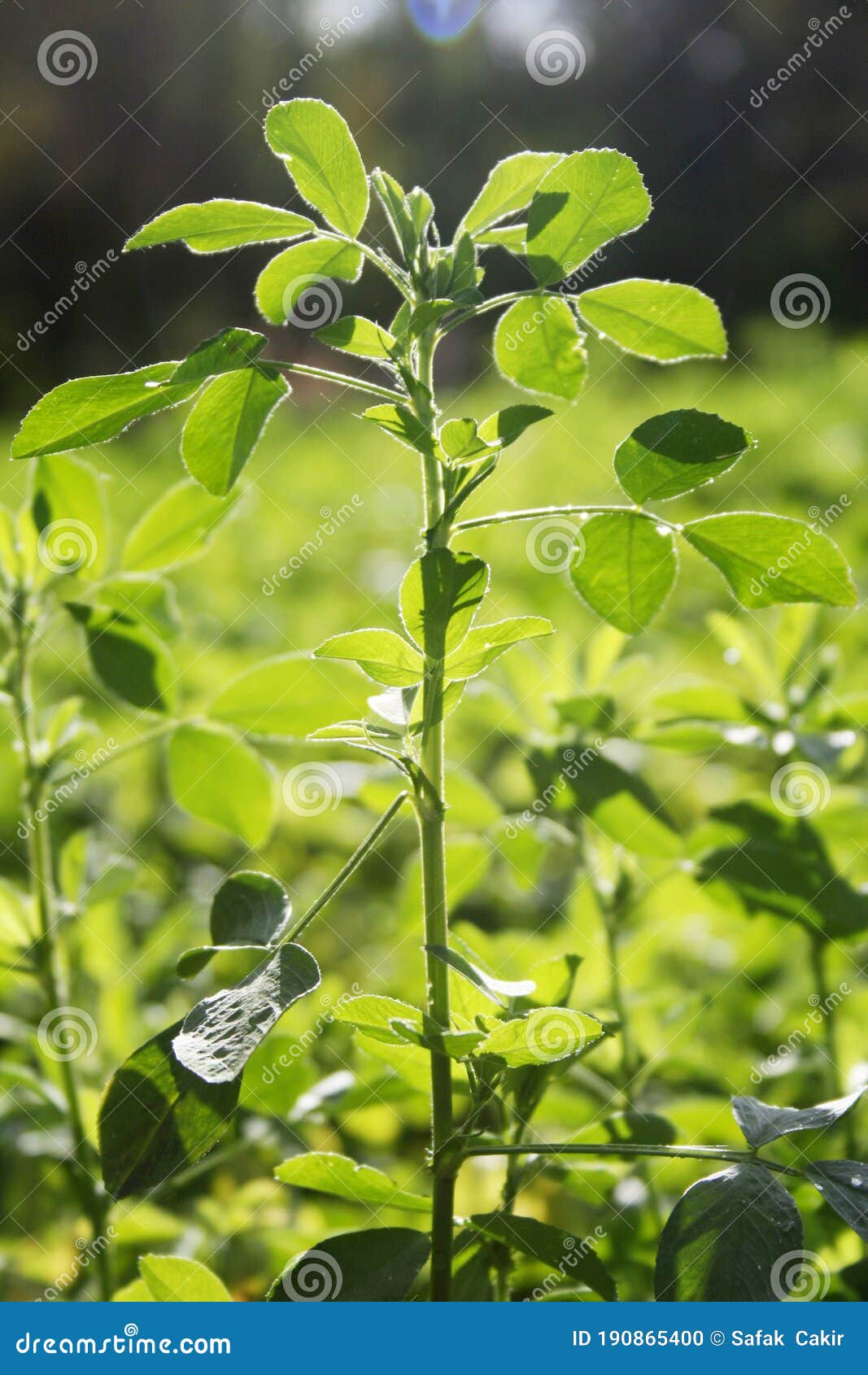 Green clover field. stock photo. Image of march, petal - 190865400