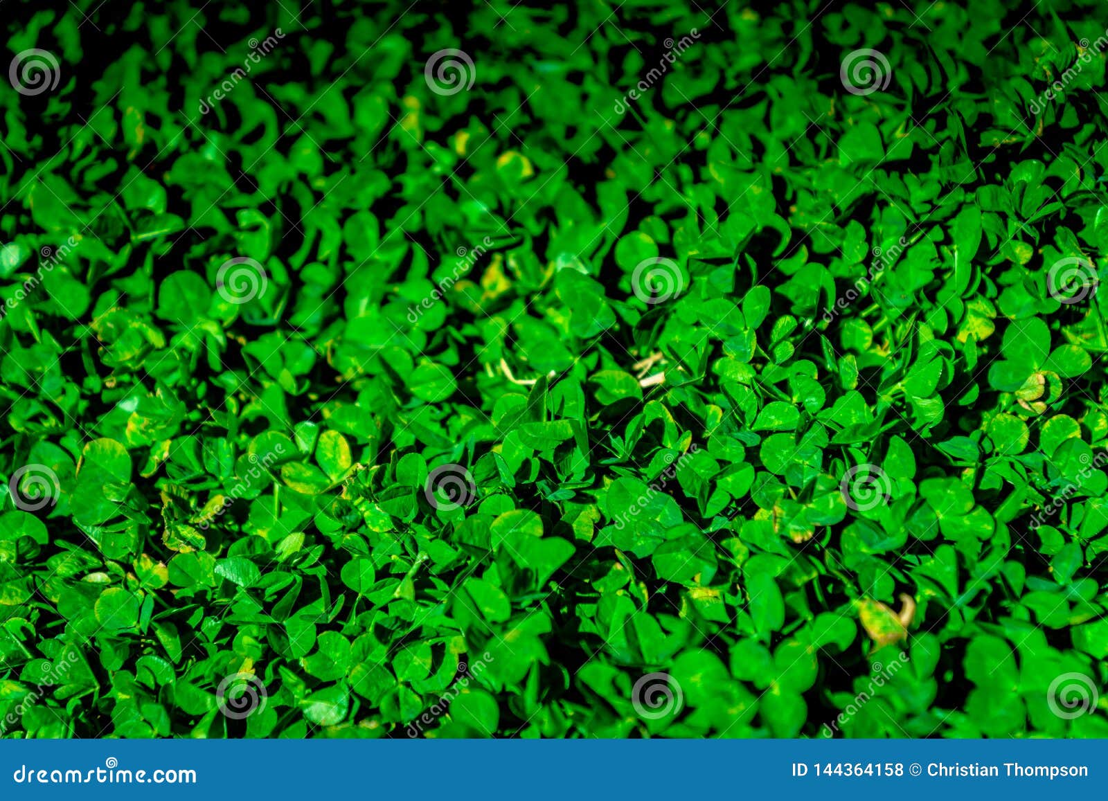 Green clover field 2 stock photo. Image of grassy, field - 144364158