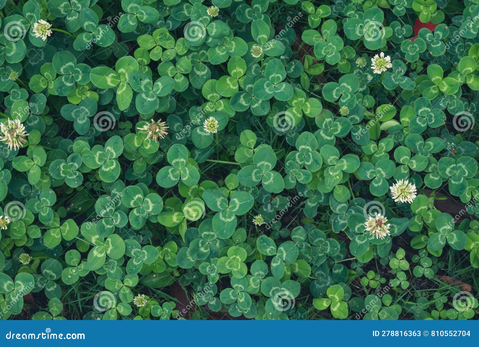 Green Clover Full Screen Wallpaper Stock Image - Image of leaf ...