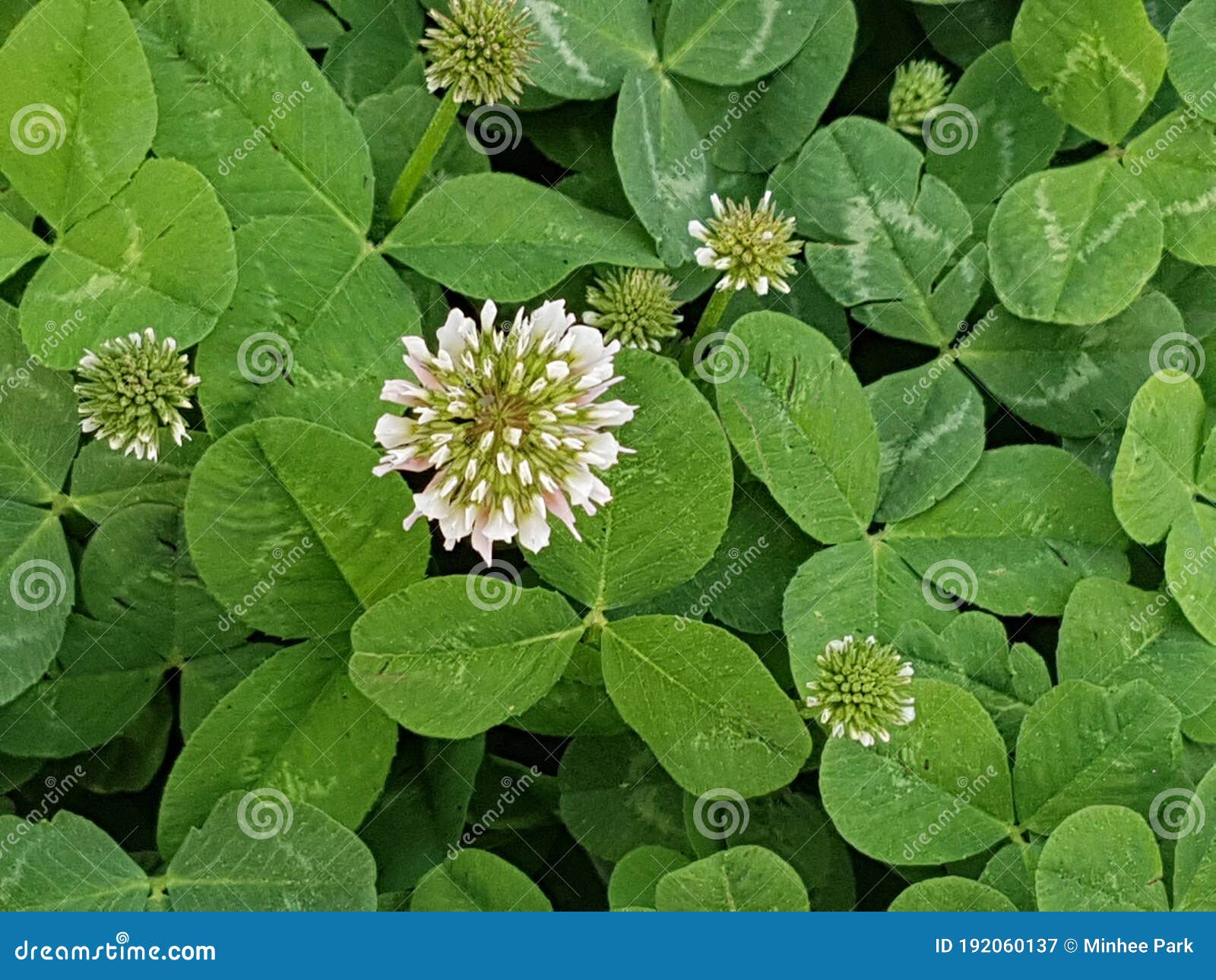 Green clover grass texture stock image. Image of floor - 192060137