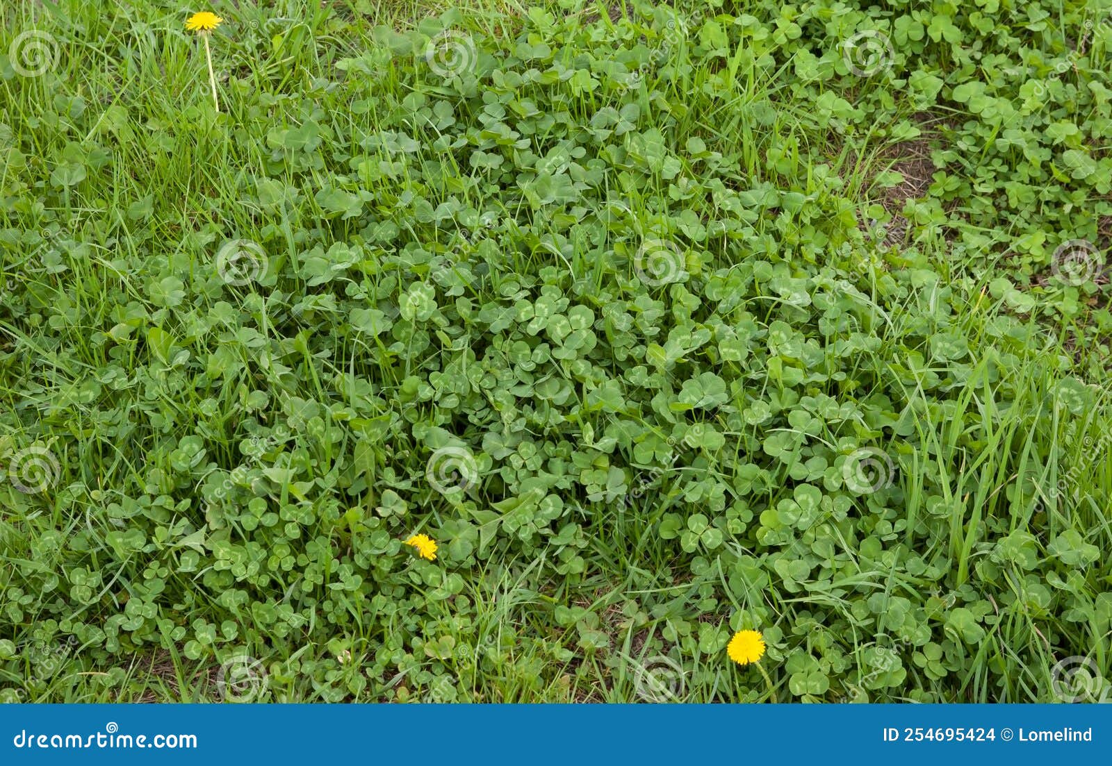 Green Clover Lawn: Top View Stock Photo - Image of lucky, clover: 254695424