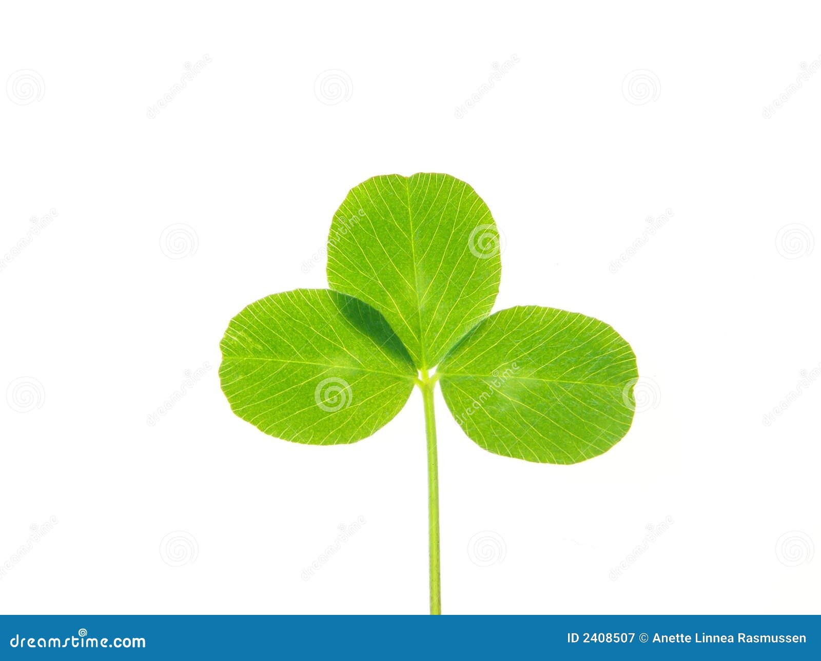 Green clover leaf stock image. Image of success, irish - 2408507