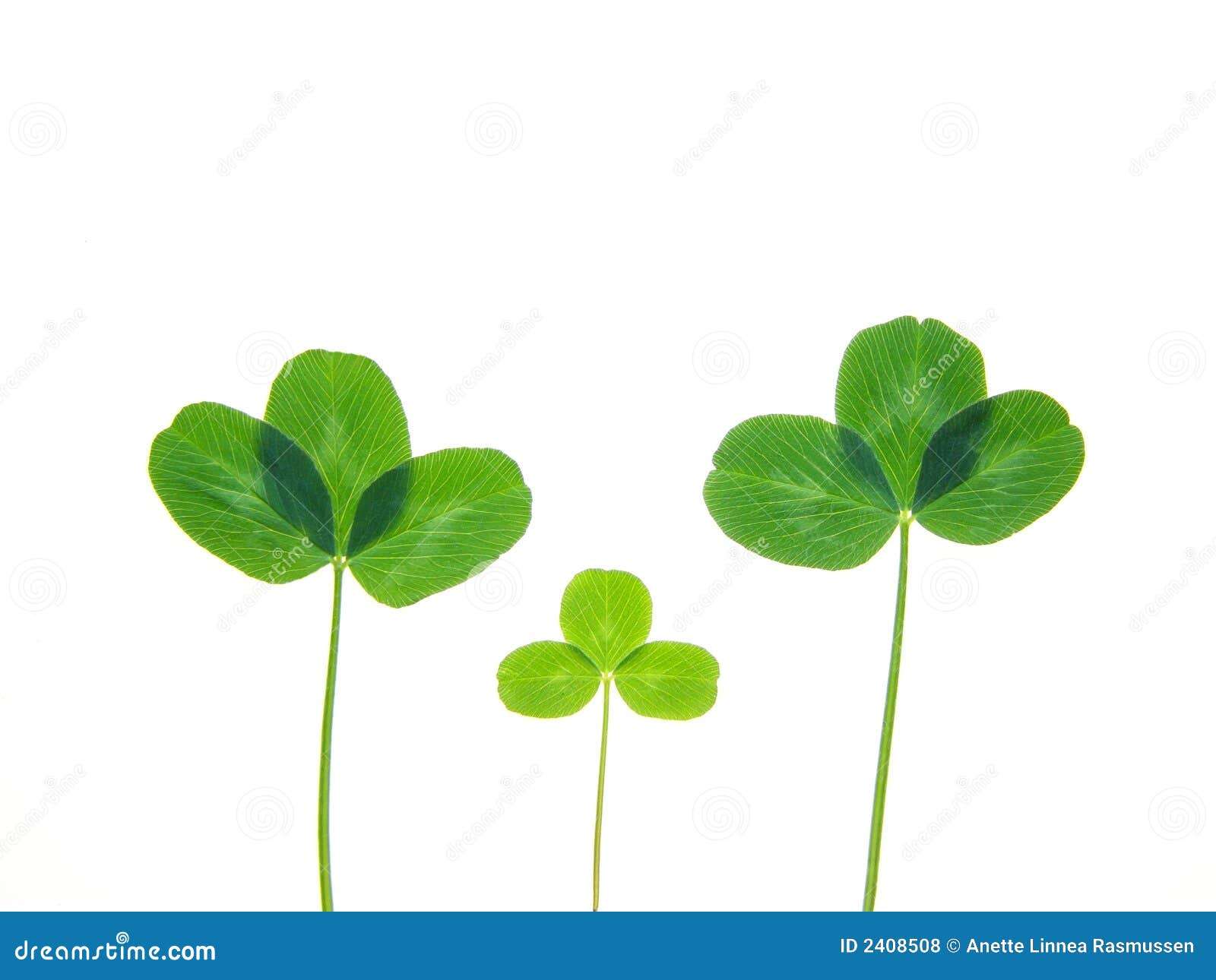 Green clover leaf stock photo. Image of green, garden - 2408508