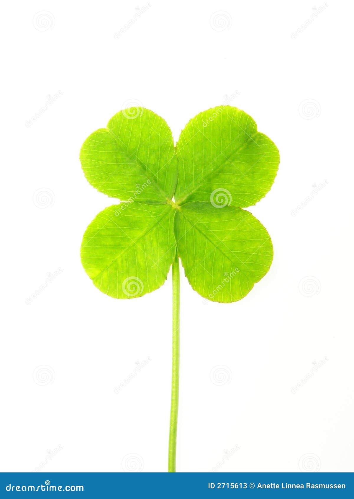 Green clover leaf stock image. Image of clover, symbol - 2715613