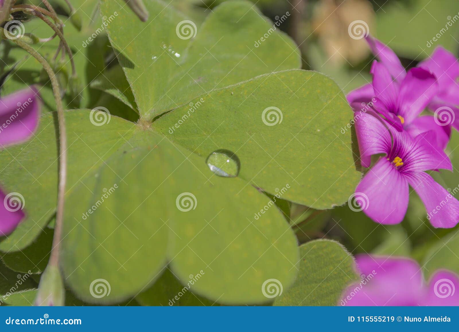 Clover Leaf with a Drop of Water Stock Image - Image of natural, bloom ...