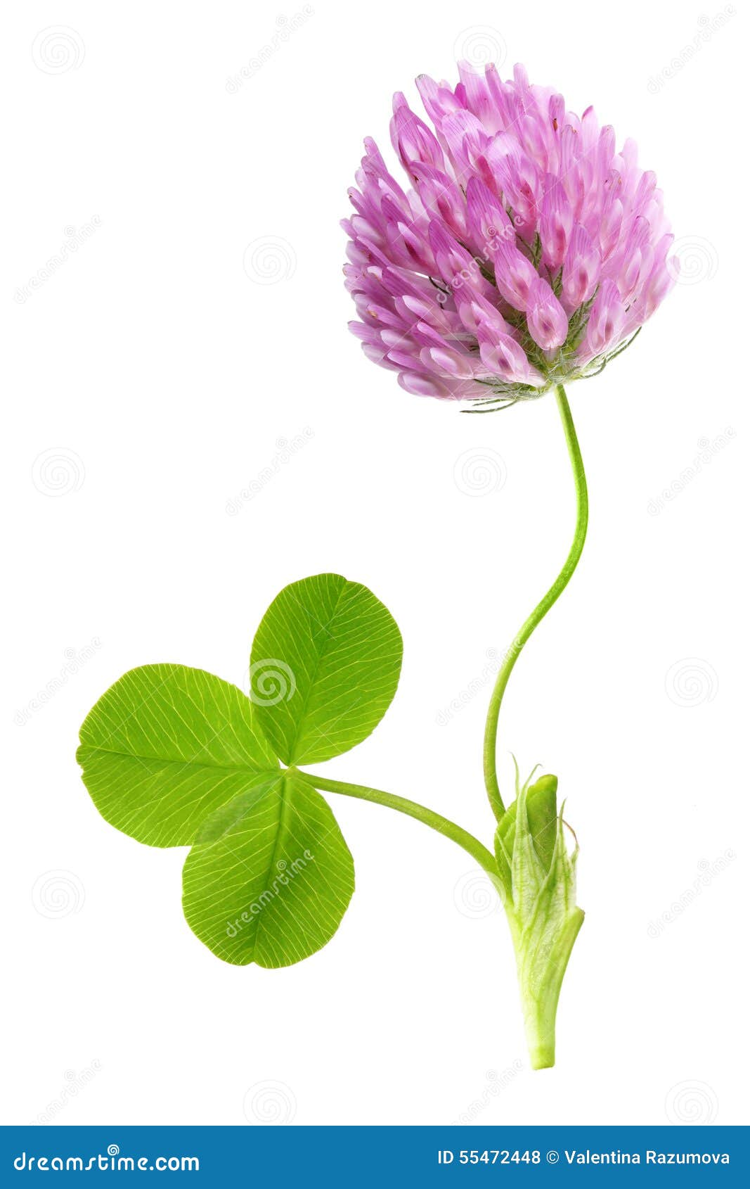 Green Clover Leaf and Flower Isolated Stock Photo - Image of clover ...