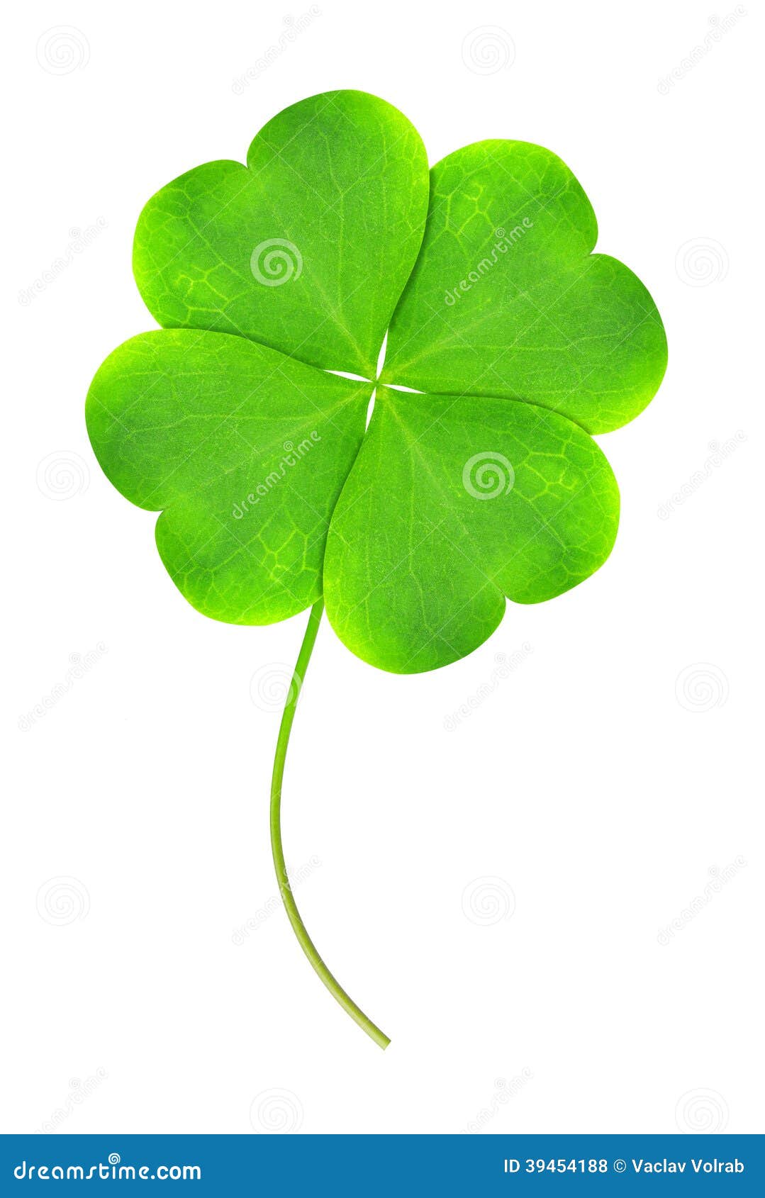 Green clover leaf stock photo. Image of plant, hope, lucky - 39454188