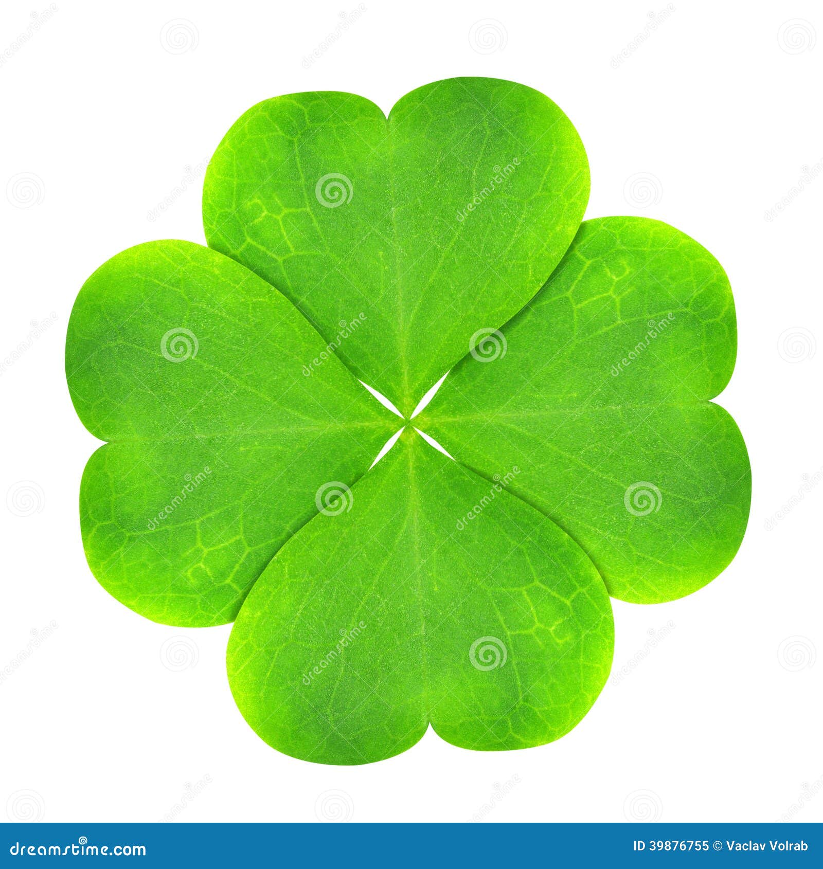 Green clover leaf stock image. Image of satisfaction - 39876755