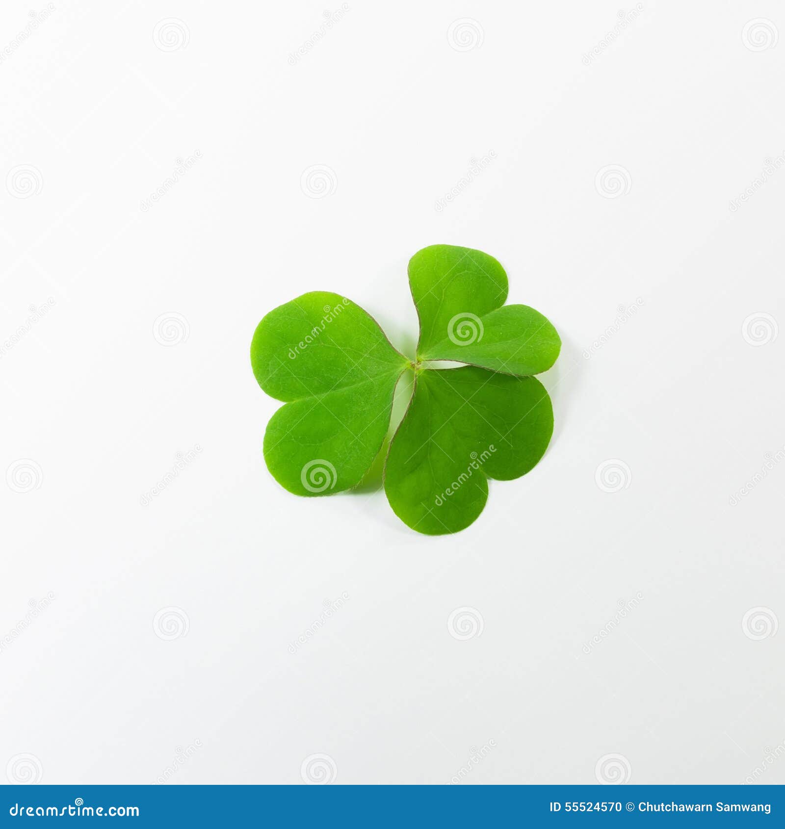 Green Clover Leaf Isolated on White Stock Photo - Image of clover ...