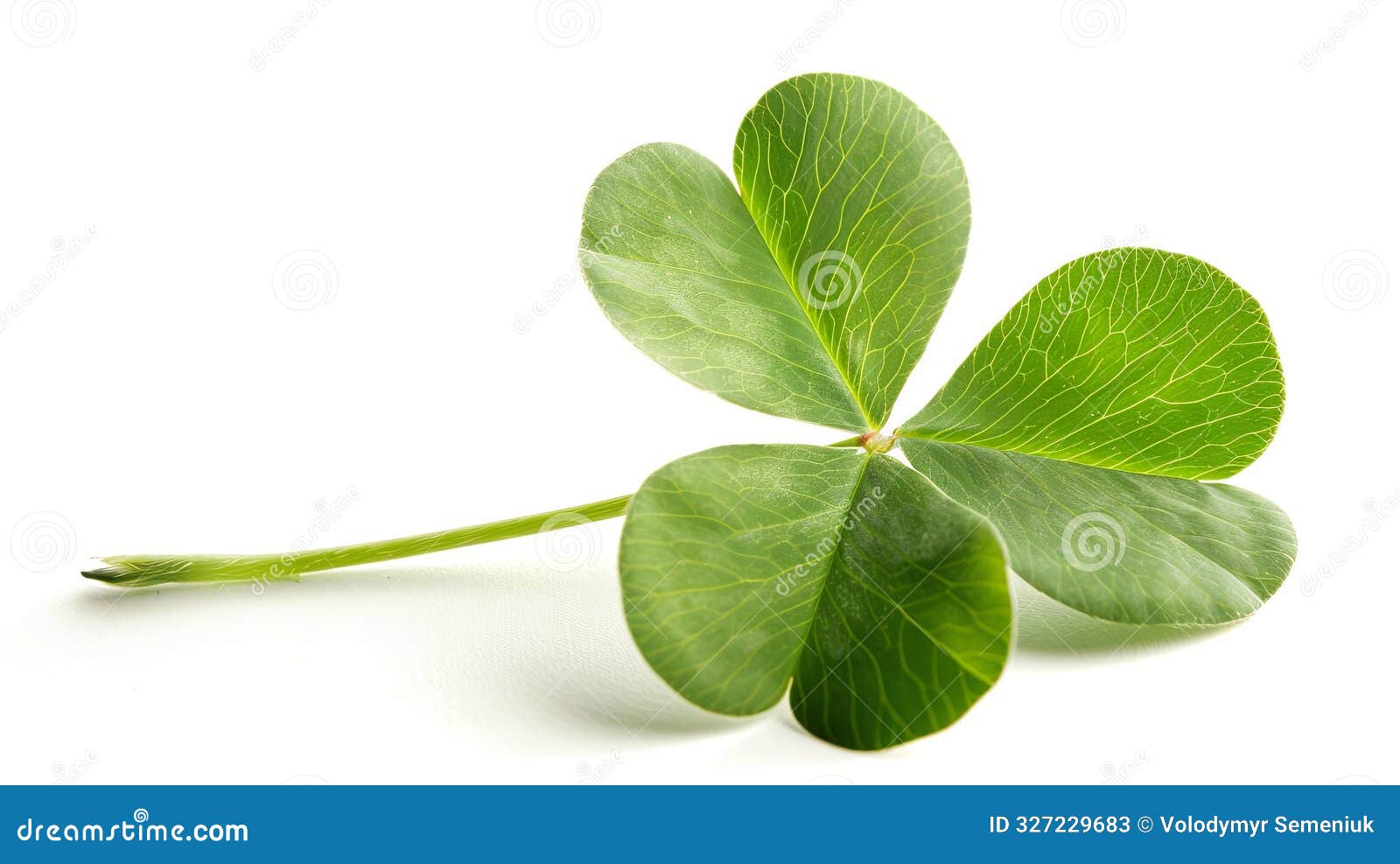Green Clover Leaf Isolated on White Background Stock Illustration ...
