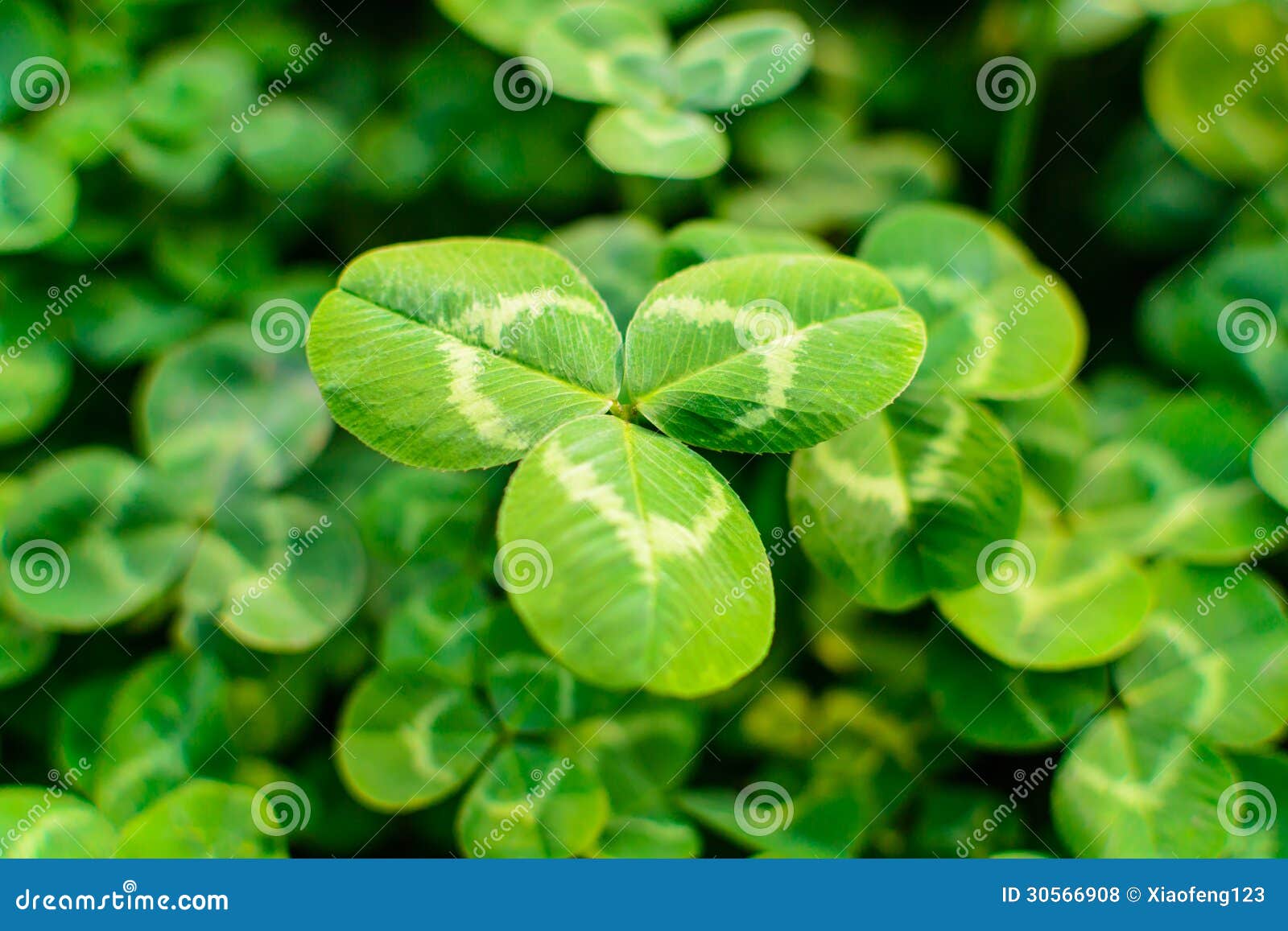 Green clover stock photo. Image of flora, luck, irish - 30566908
