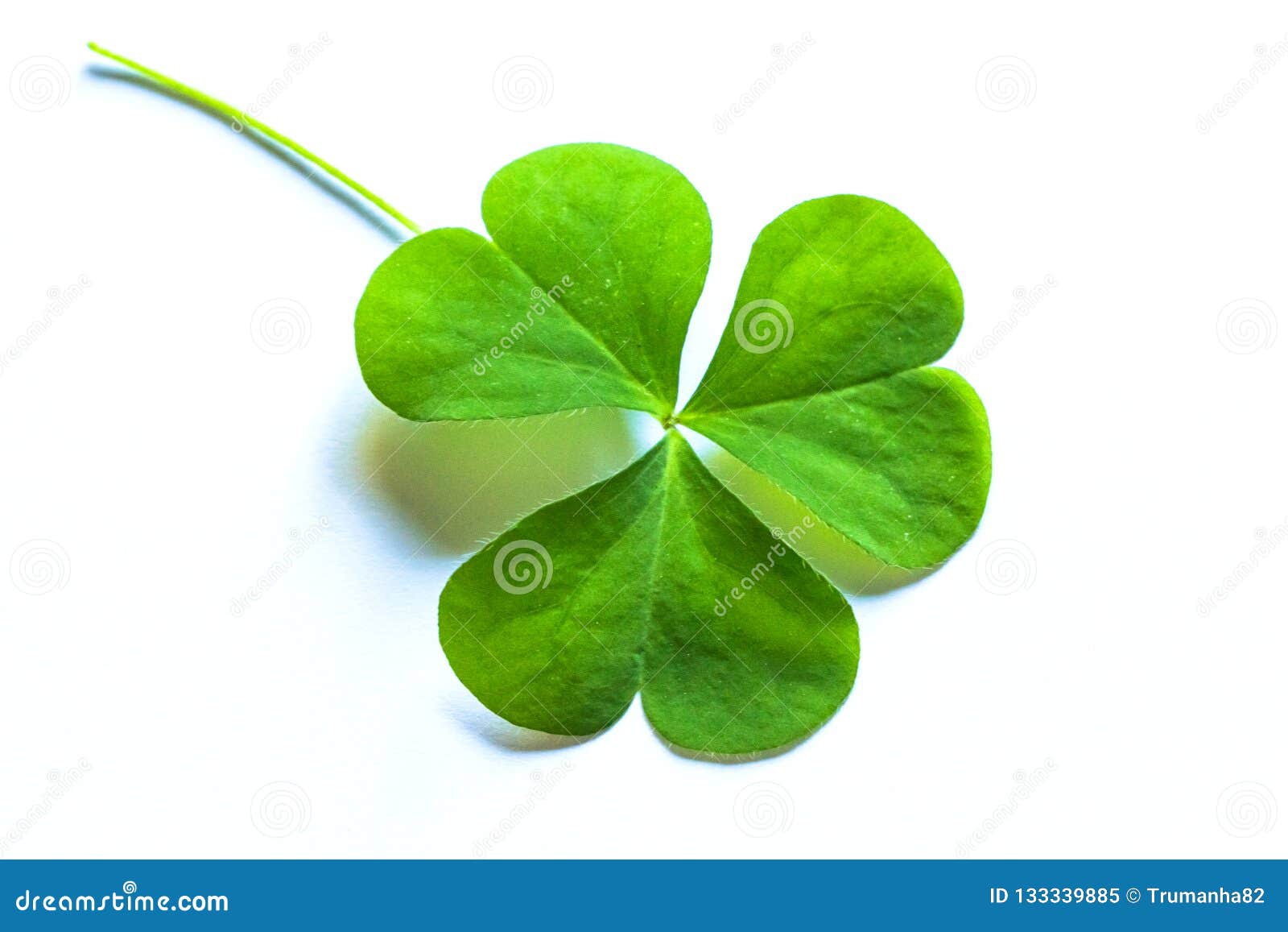 Green Shamrock in White Background Stock Image - Image of garden ...