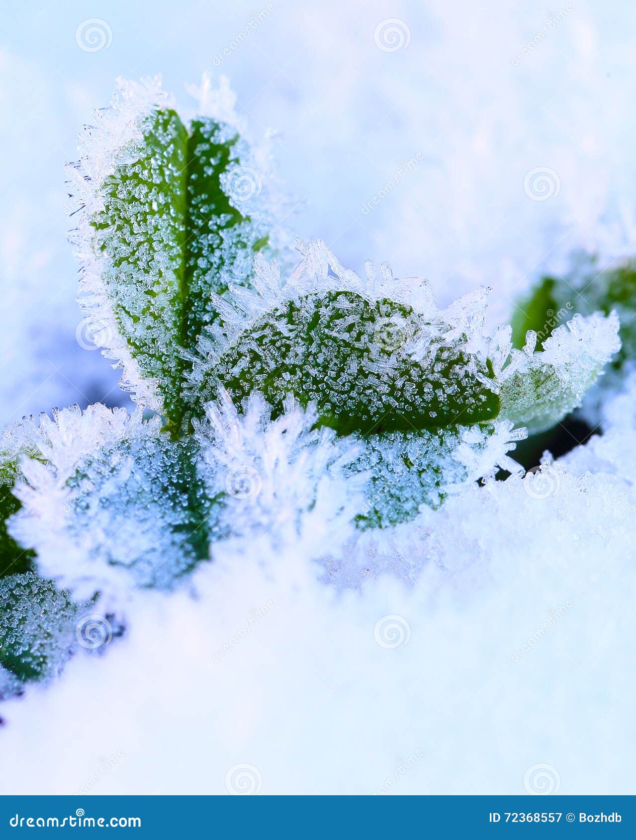 Green Clover Leaves Covered with Ice Stock Image - Image of back ...