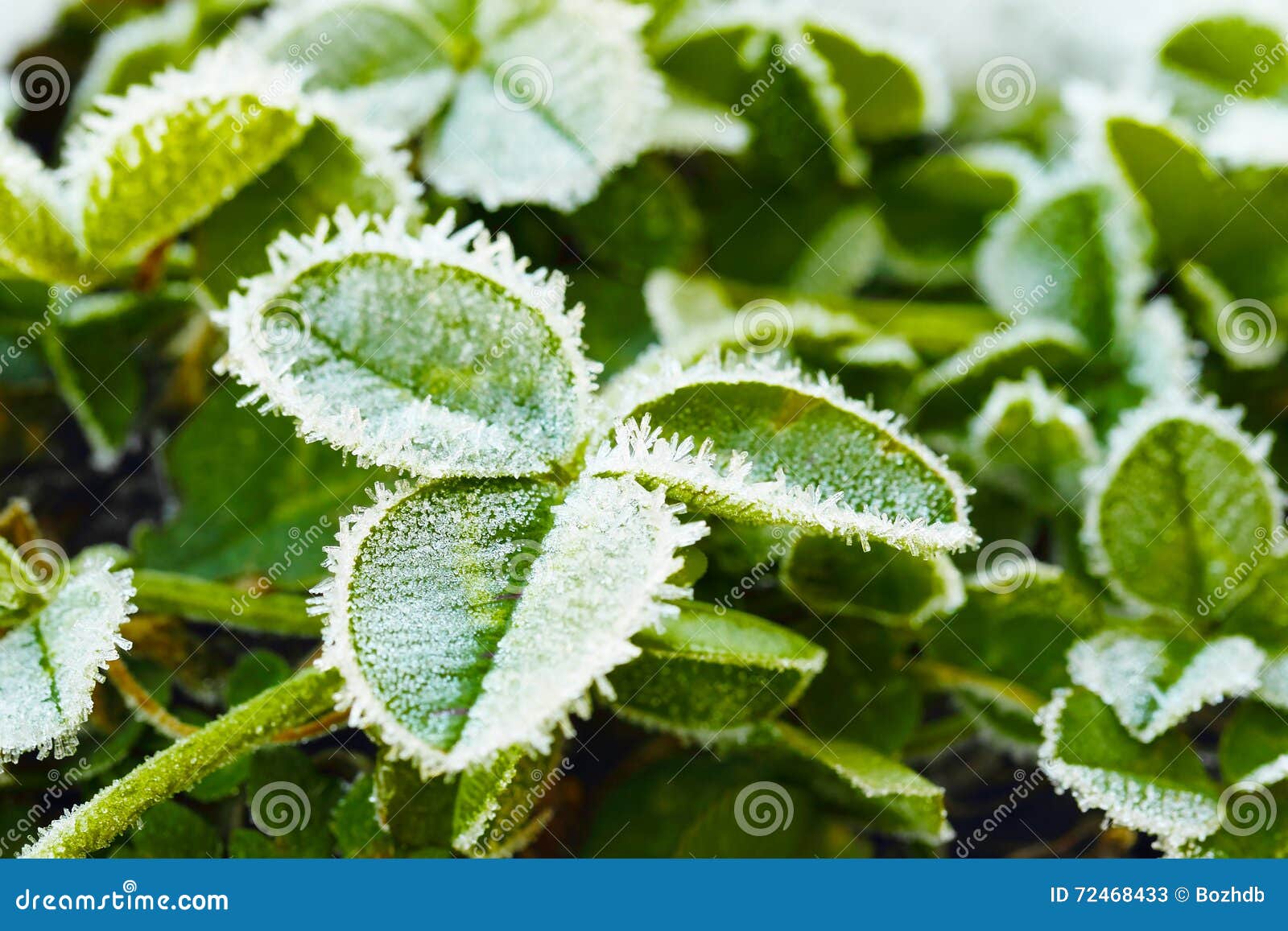 Green Clover Leaves Covered with Ice Stock Image - Image of december ...