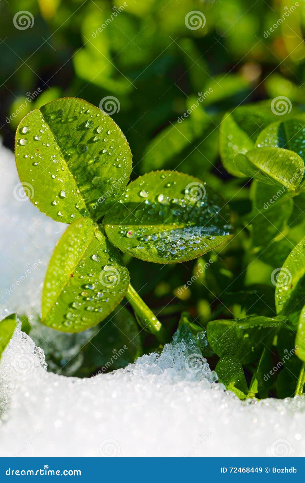 Green Clover Leaves Covered with Ice Stock Image - Image of frost ...