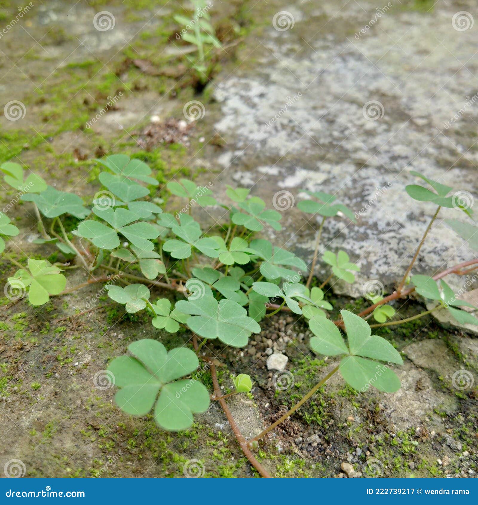 Green Clover Leaves Creeping among the Moss on the Worn Floor Stock ...