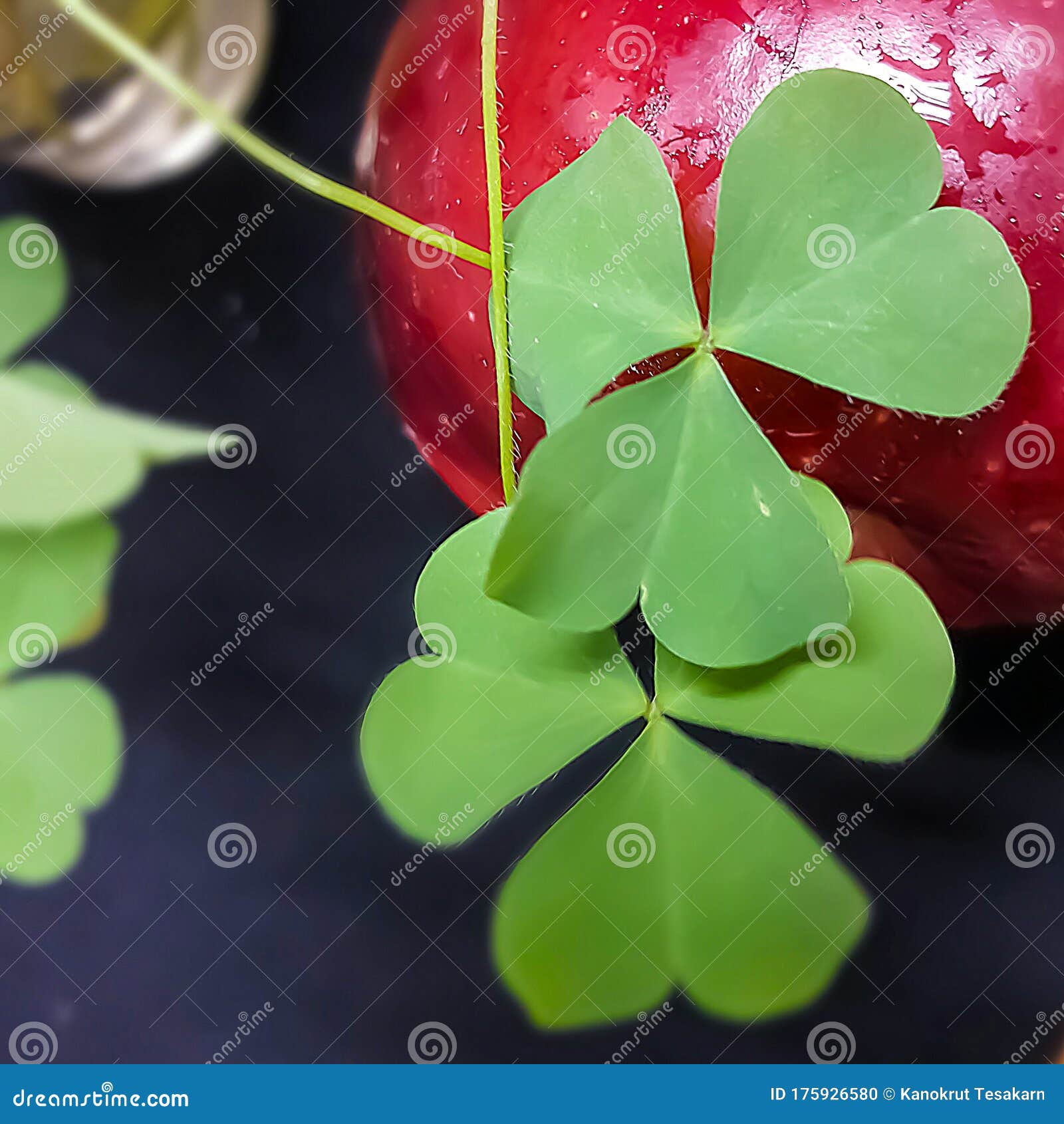 Green Clover Leaves on Red Apple and Black Background Stock Photo ...