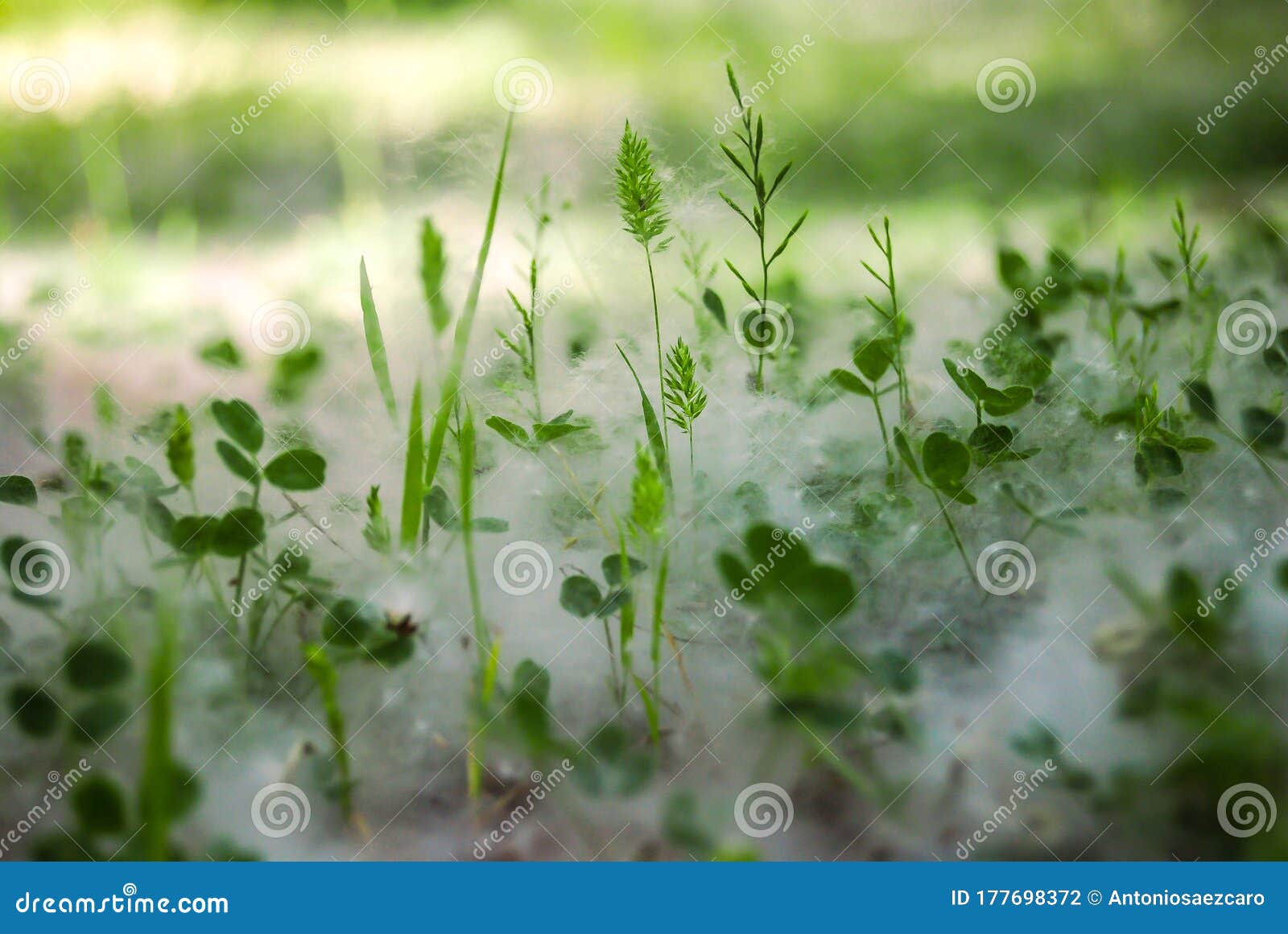 Green Clover Leaves Surrounded by Pollen Stock Photo - Image of color ...