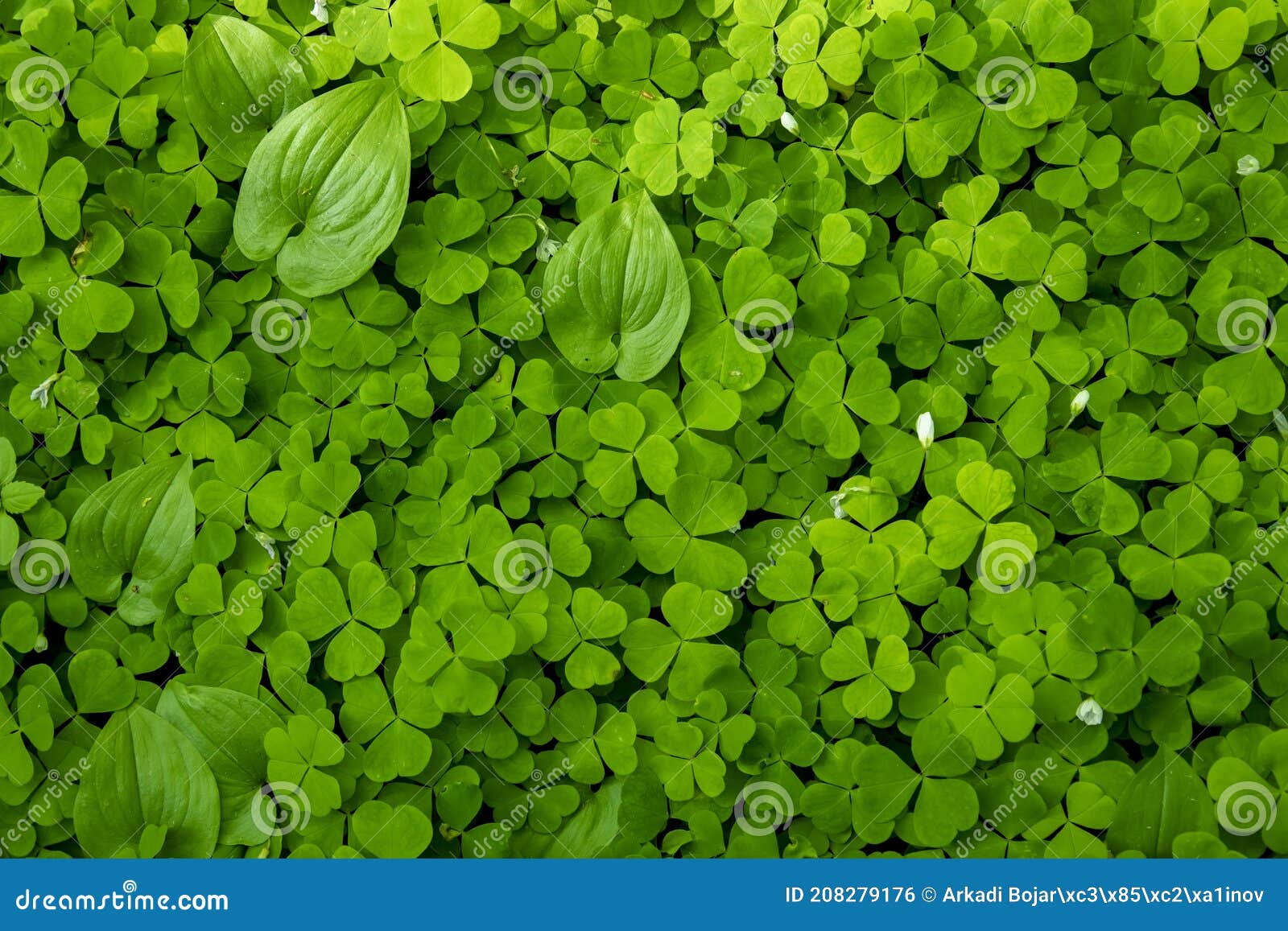 Green Clover Natural Background Stock Photo - Image of nature, leaves ...