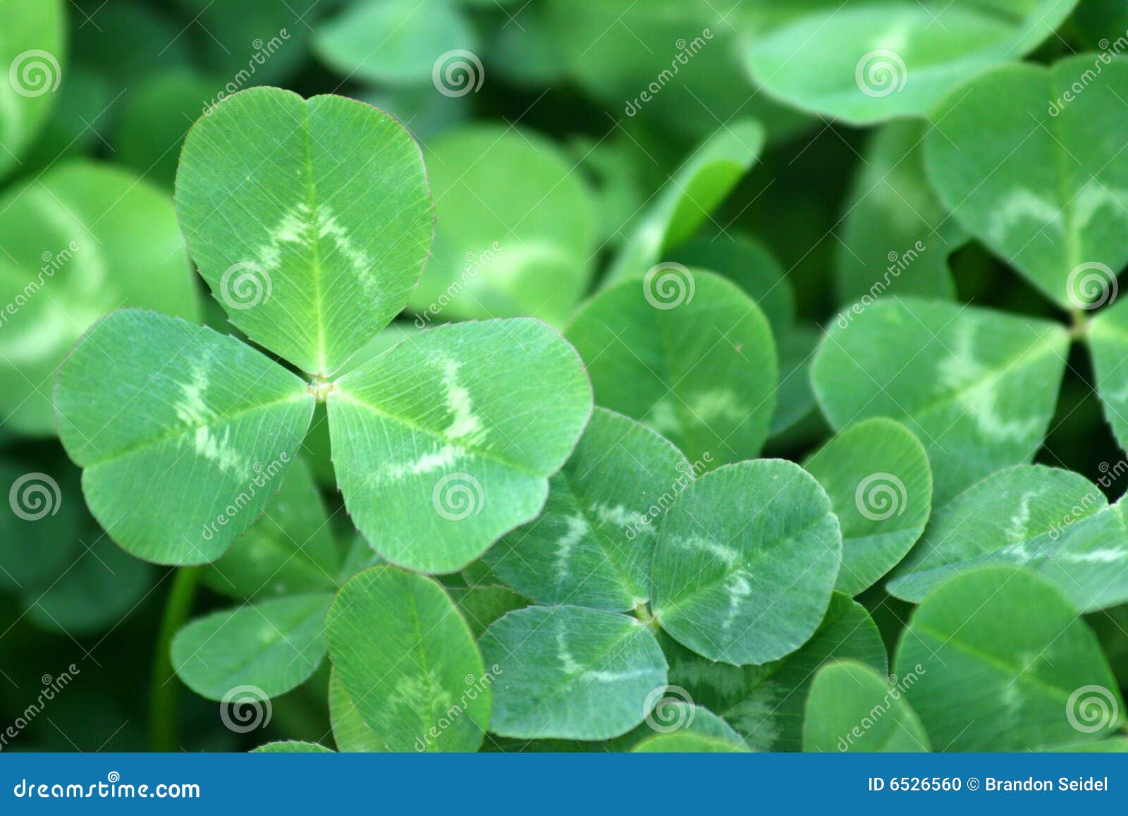 Green clover patch stock photo. Image of irish, celtic - 6526560