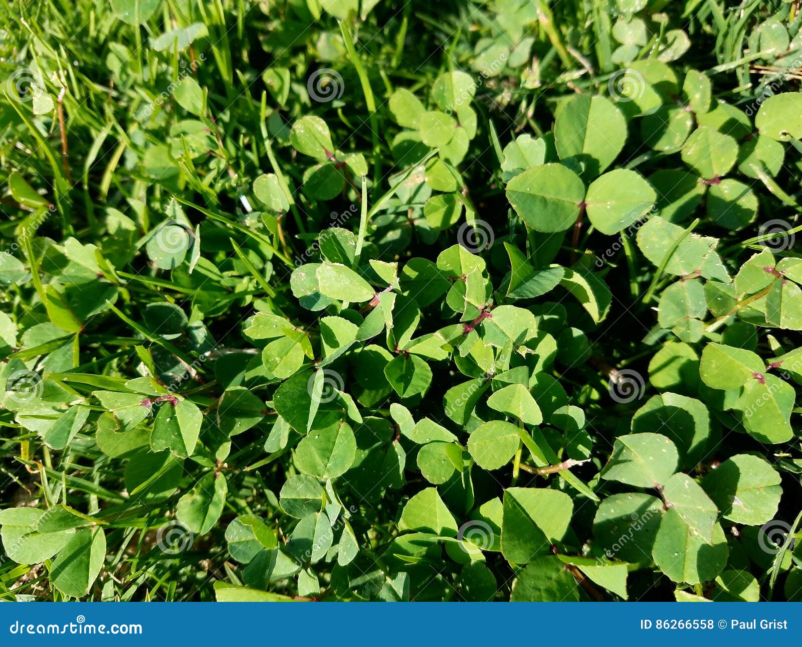 Green Clover Patch Sunny Day Stock Photo - Image of beautiful, bright ...