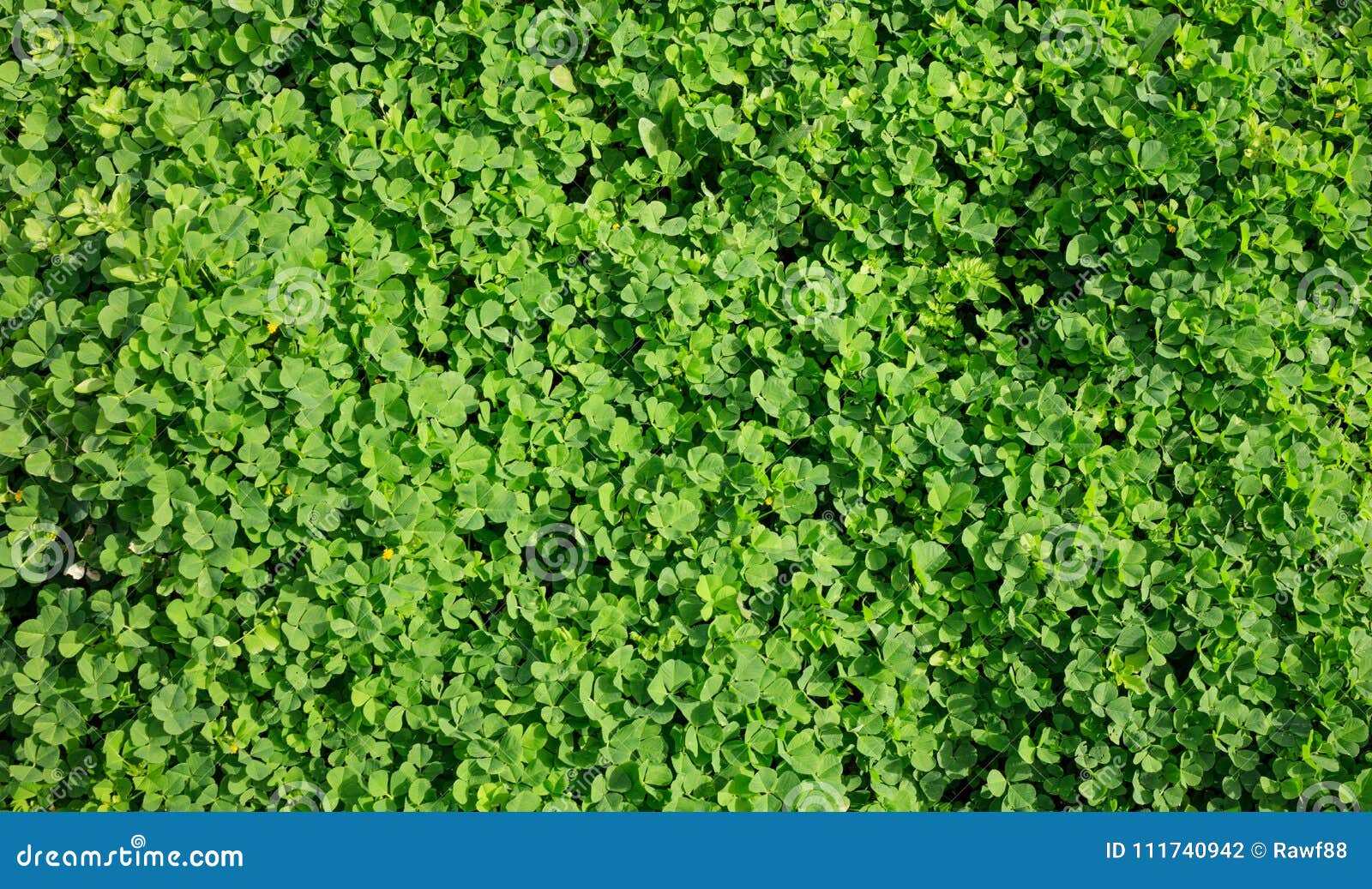 Green Clover Texture, Background, Closeup View with Details Stock Photo ...