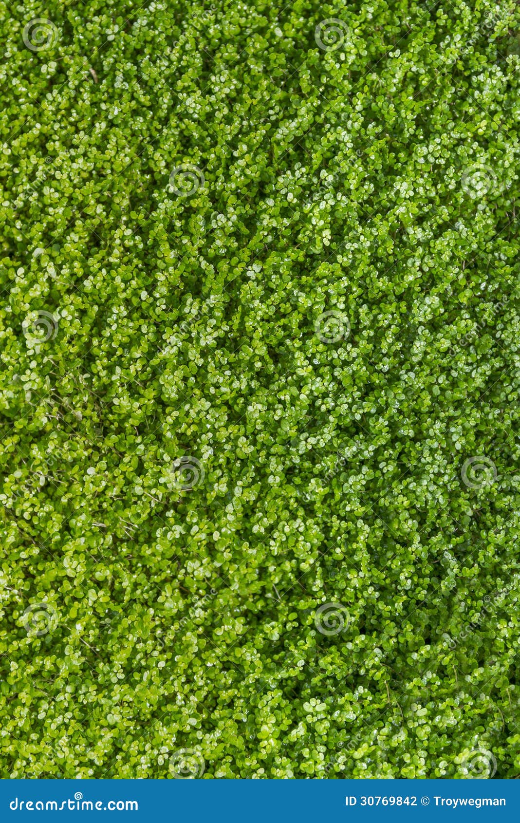 Clover Texture Royalty-Free Stock Photo | CartoonDealer.com #37637445