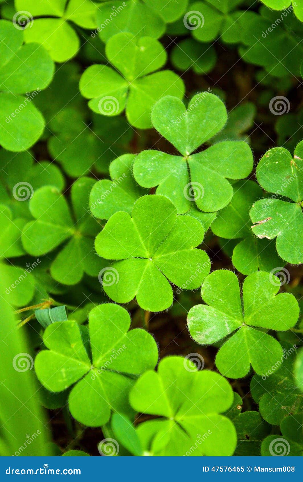 Green clover tree stock image. Image of leaves, nature - 47576465