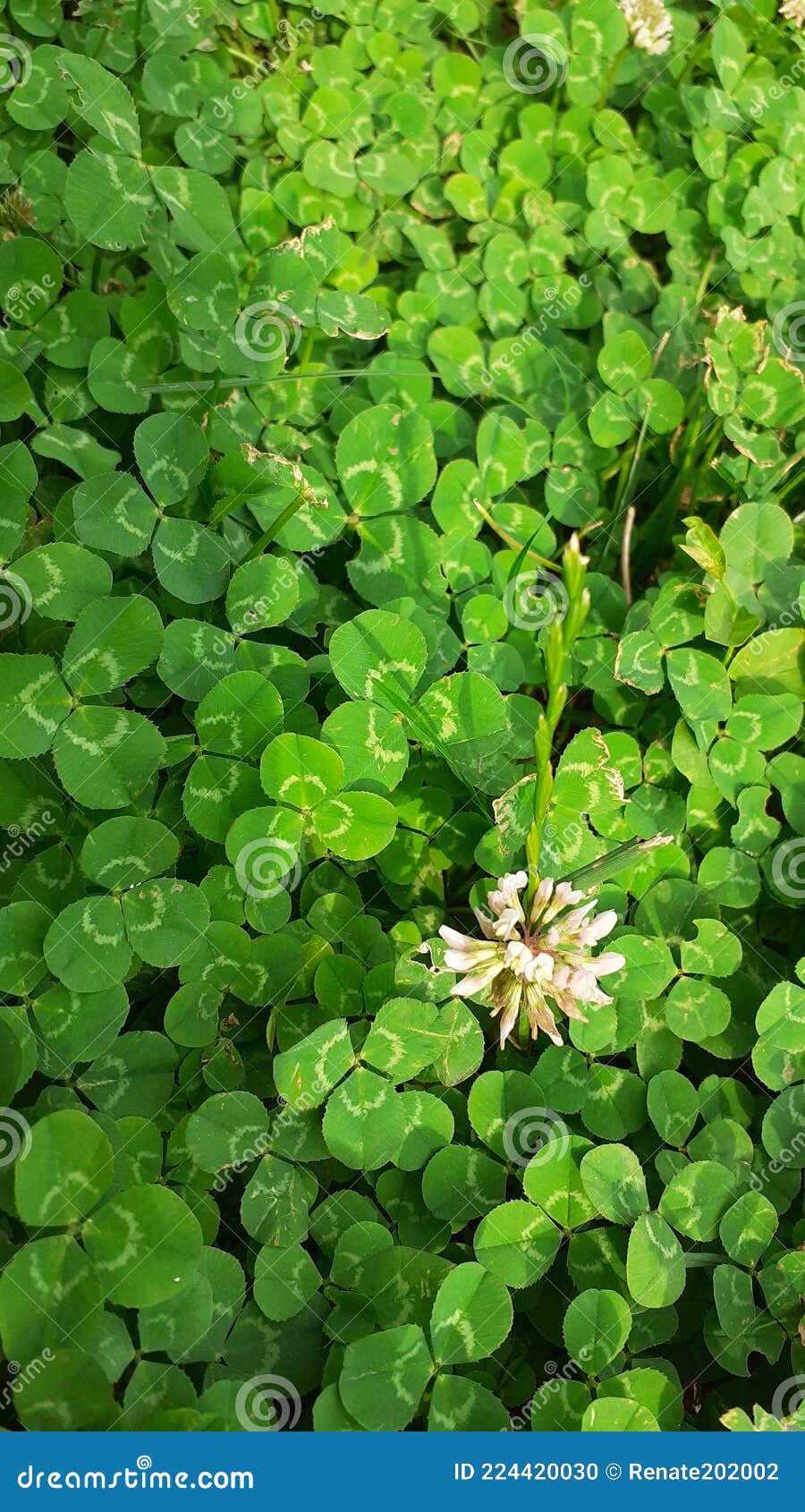 Clover Under Microscope Stock Photography | CartoonDealer.com #133885442