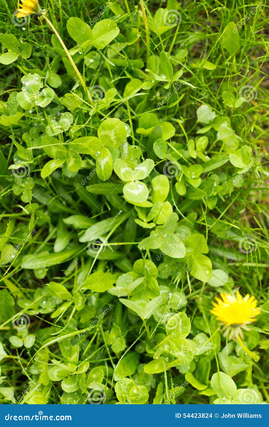 Green Clover Undergrowth stock photo. Image of blades - 54423824