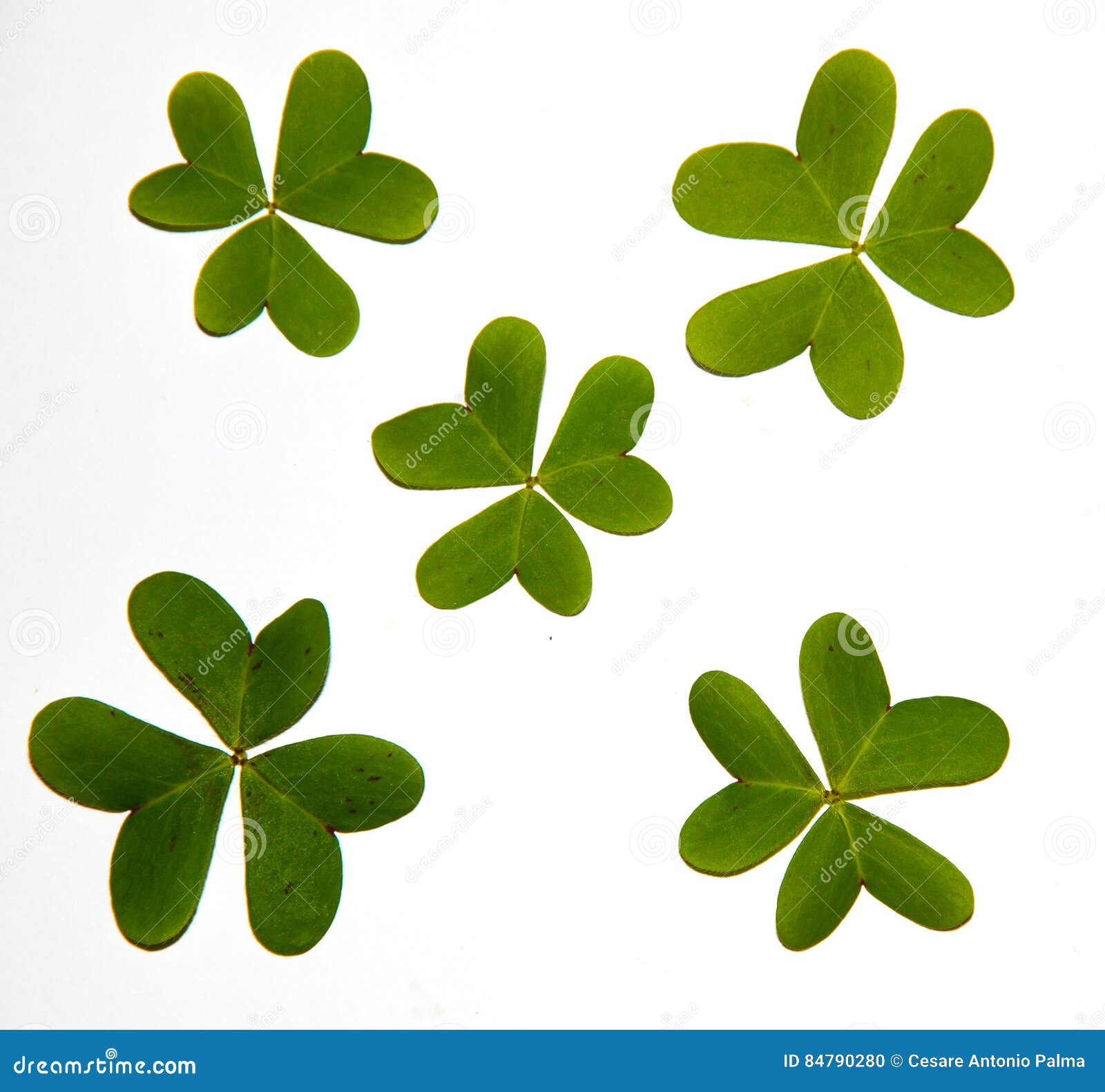 Green clover stock photo. Image of background, clover - 84790280