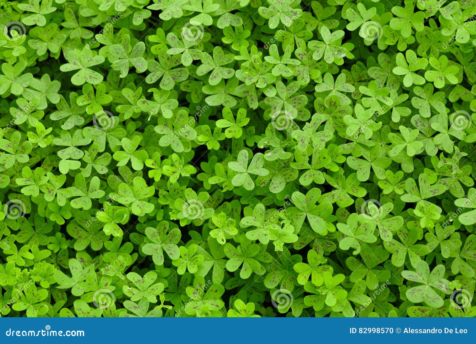 Green Clovers stock photo. Image of field, seamless, full - 82998570
