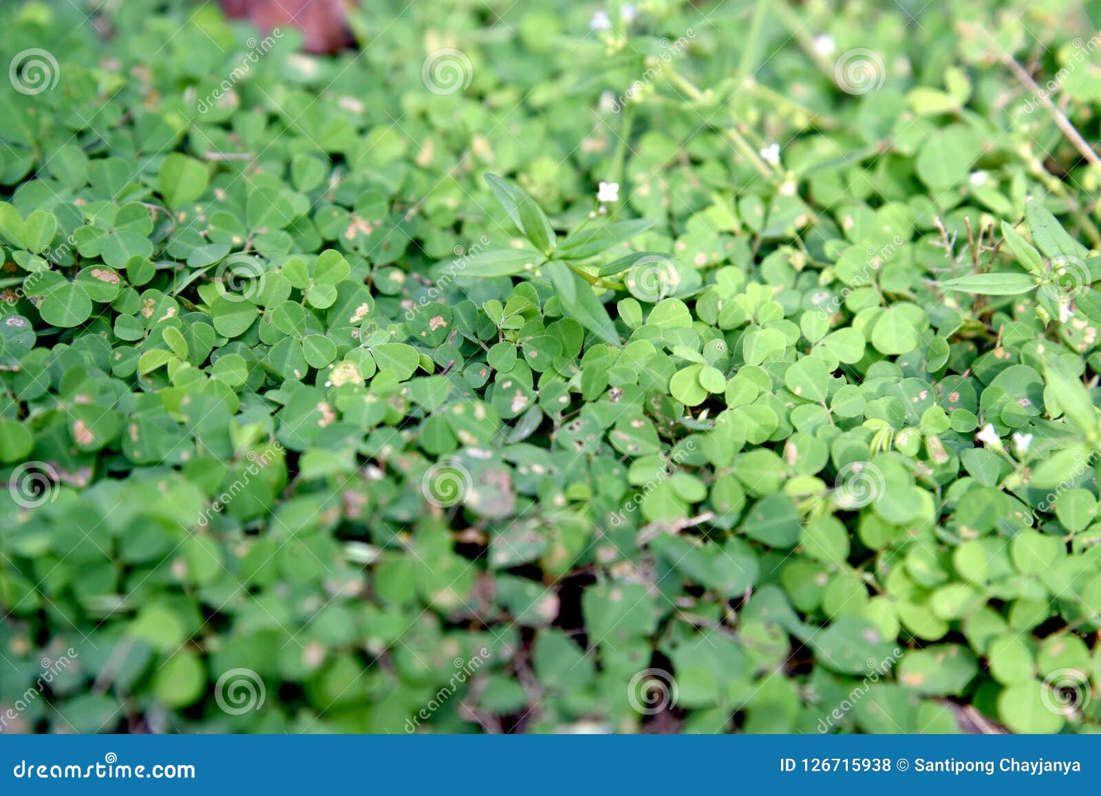 Green Clovers Leaf. Weed. Background Textures. Stock Photo - Image of ...