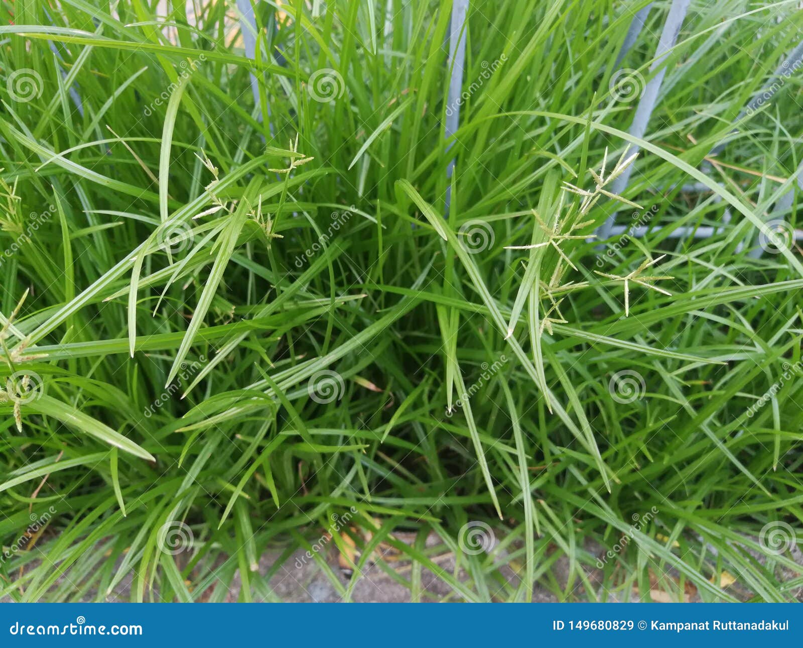 The Green Grass Clusters are Clustered by the Pathway. Stock Image ...