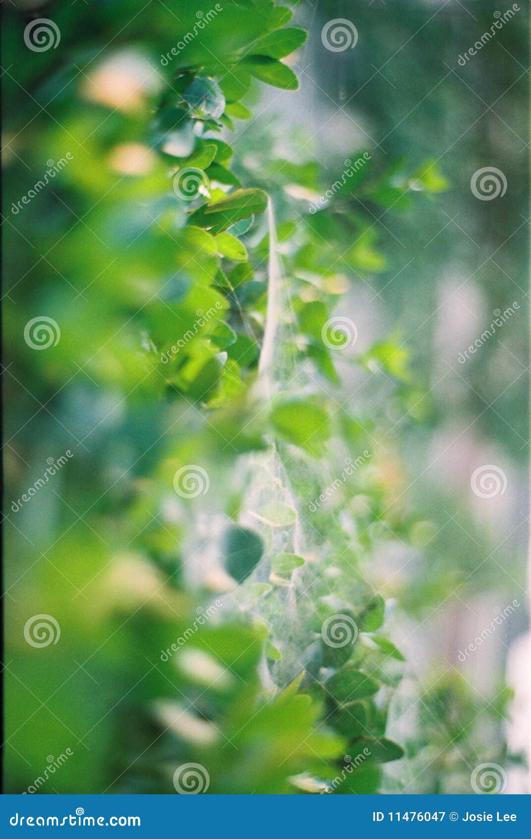 Green Cobweb stock image. Image of weeds, summer, green - 11476047