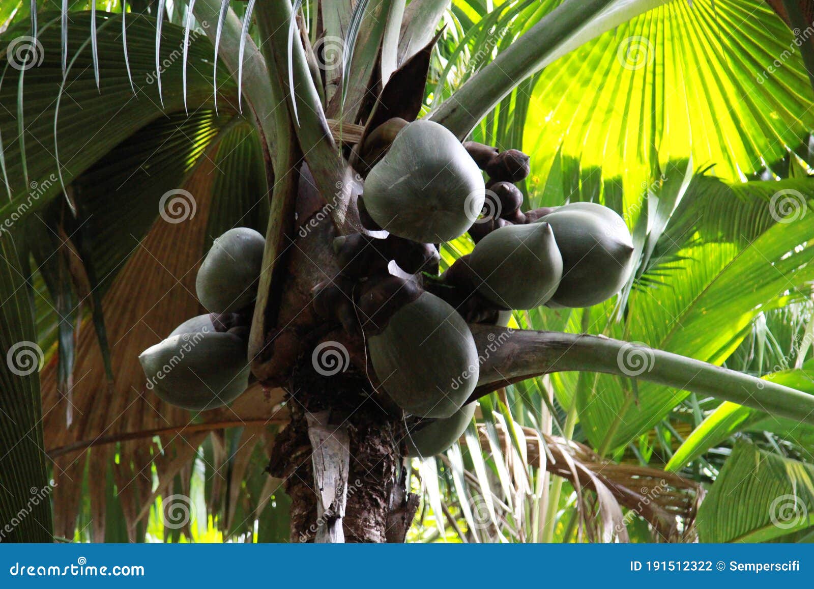 Green Coco De Mer Coconuts on a Palm Tree Stock Photo - Image of large ...