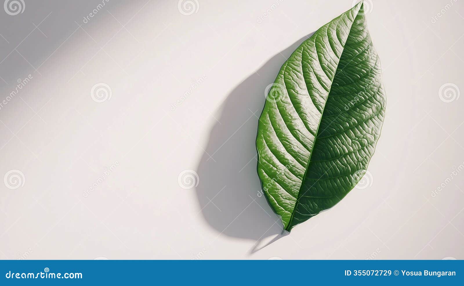 Green Cocoa Leaf Isolated on White Stock Illustration - Illustration of ...