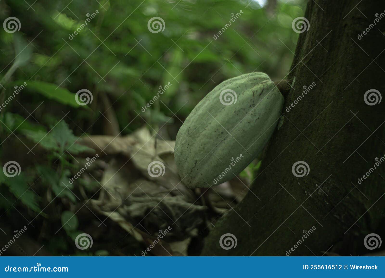 Green Cocoa Pod Growing on the Tree Stock Photo - Image of garden ...