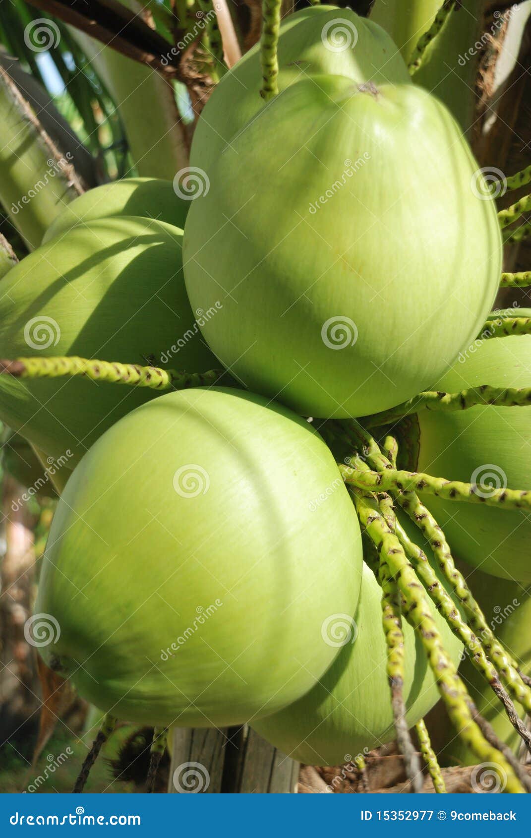 Green coconut stock image. Image of leaf, bundle, closeup - 15352977
