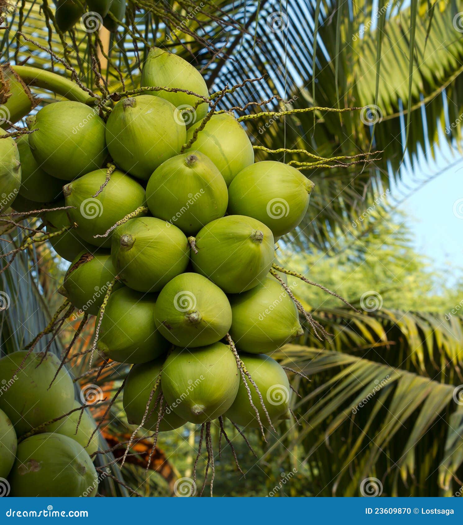 Green coconut stock photo. Image of pattern, freshness - 23609870