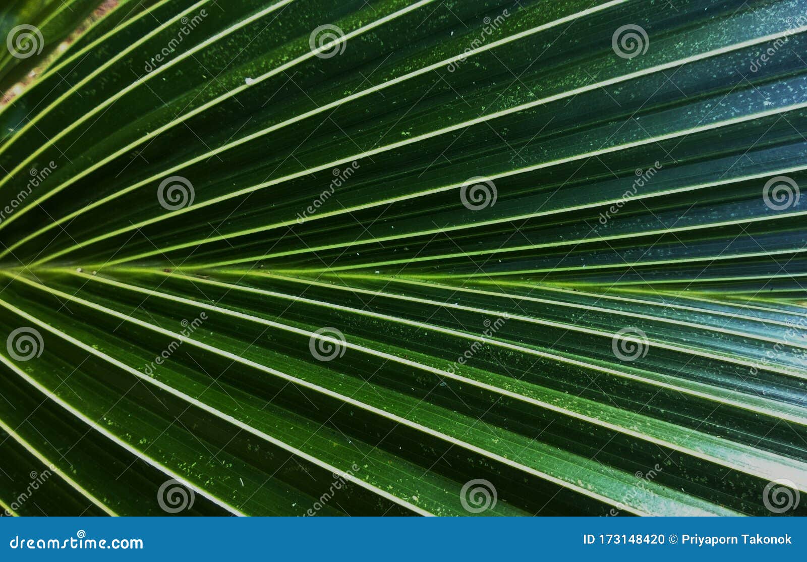 Green Coconut Leaf Background Pattern Stock Photo - Image of beach ...